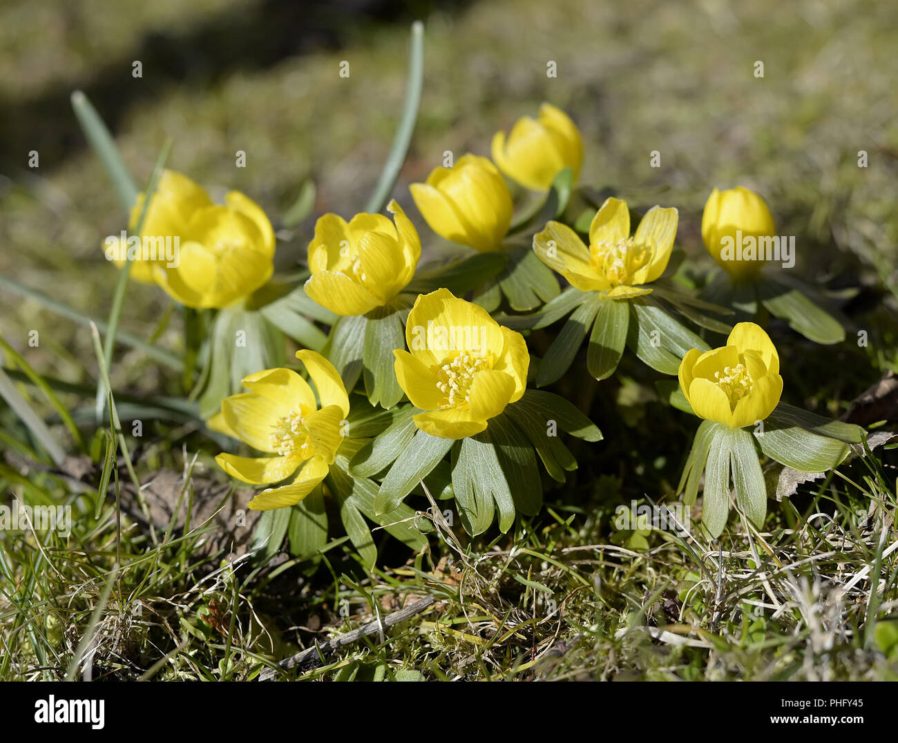 winter aconite in garden Stock Photo - Alamy