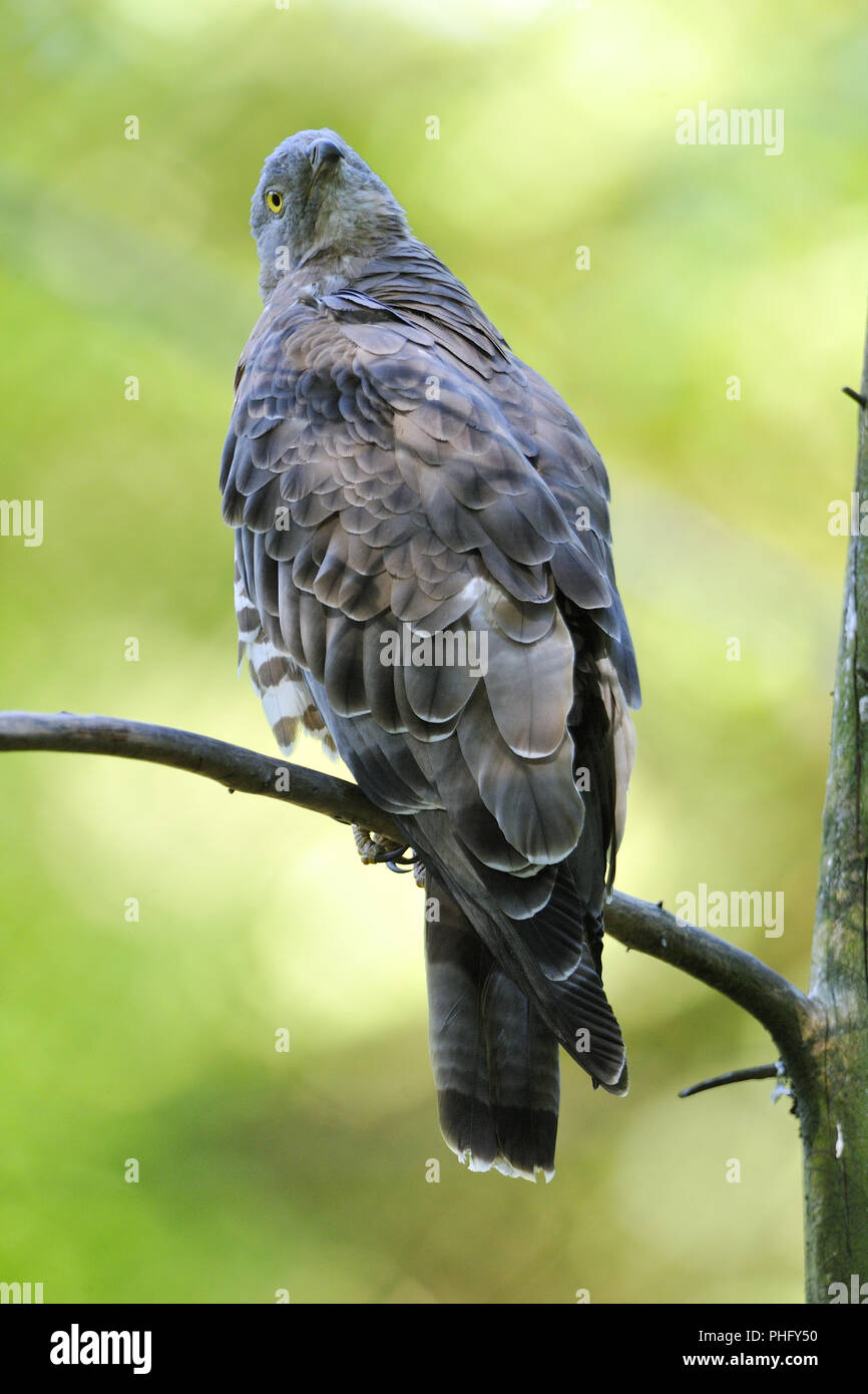 European honey buzzard hi-res stock photography and images - Alamy