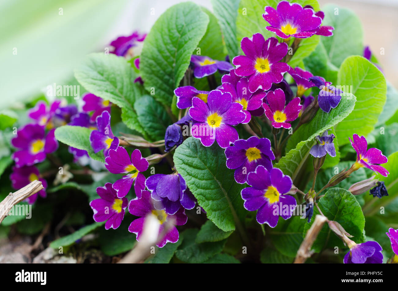 Primrose image hi-res stock photography and images - Alamy