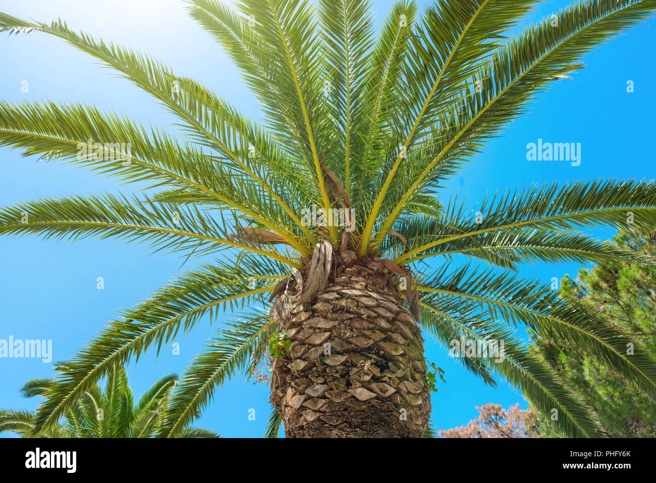 Palm tree seeds hi-res stock photography and images - Alamy