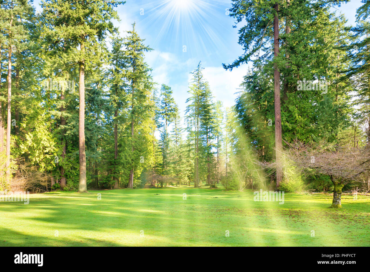 Green sunny park with big trees Stock Photo - Alamy
