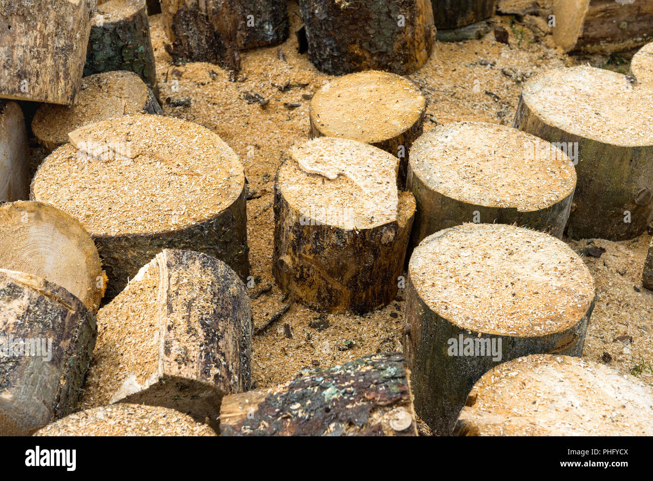 Wooden logs of oak tree Stock Photo - Alamy