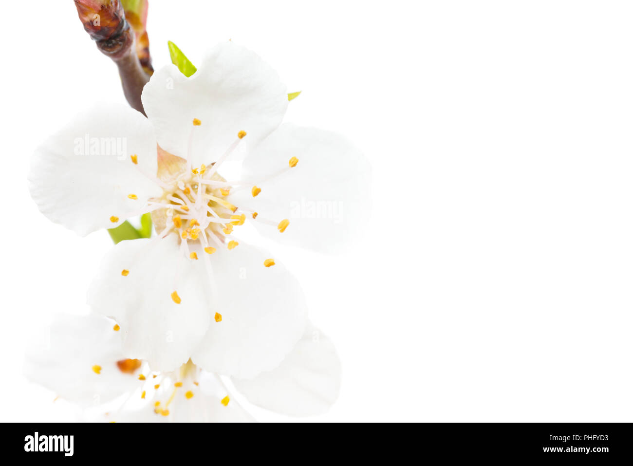 White flowers branch hi-res stock photography and images - Alamy