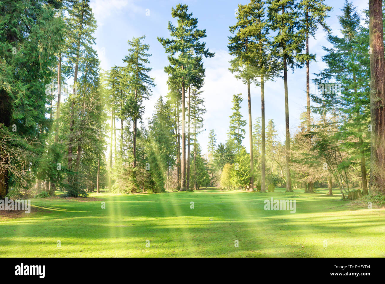 Green sunny park with big trees Stock Photo - Alamy