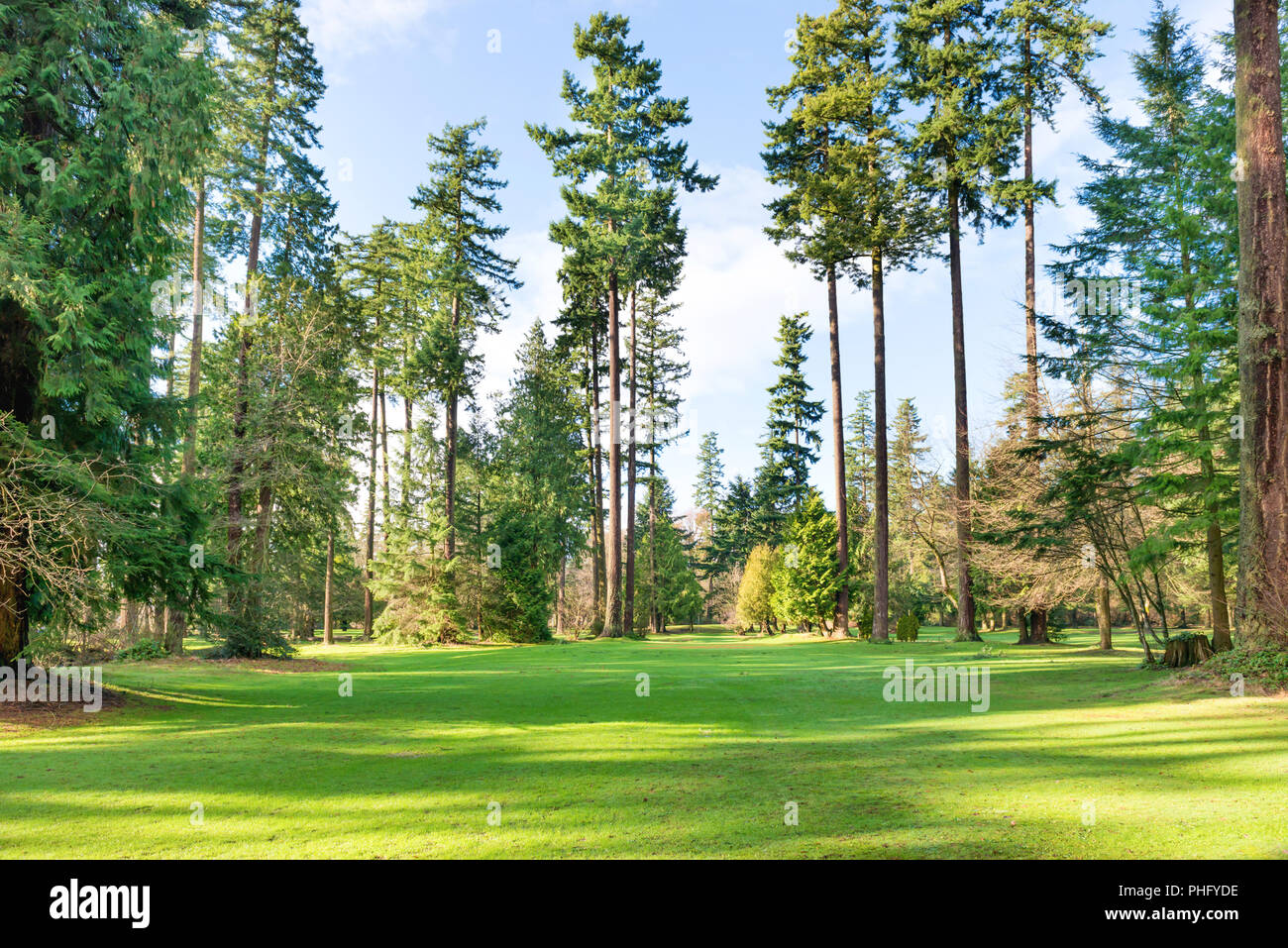 Green sunny park with big trees Stock Photo - Alamy
