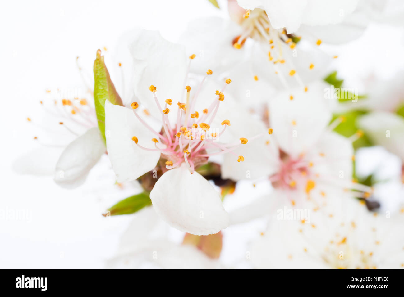 White cherry flowers closeup hi-res stock photography and images - Alamy