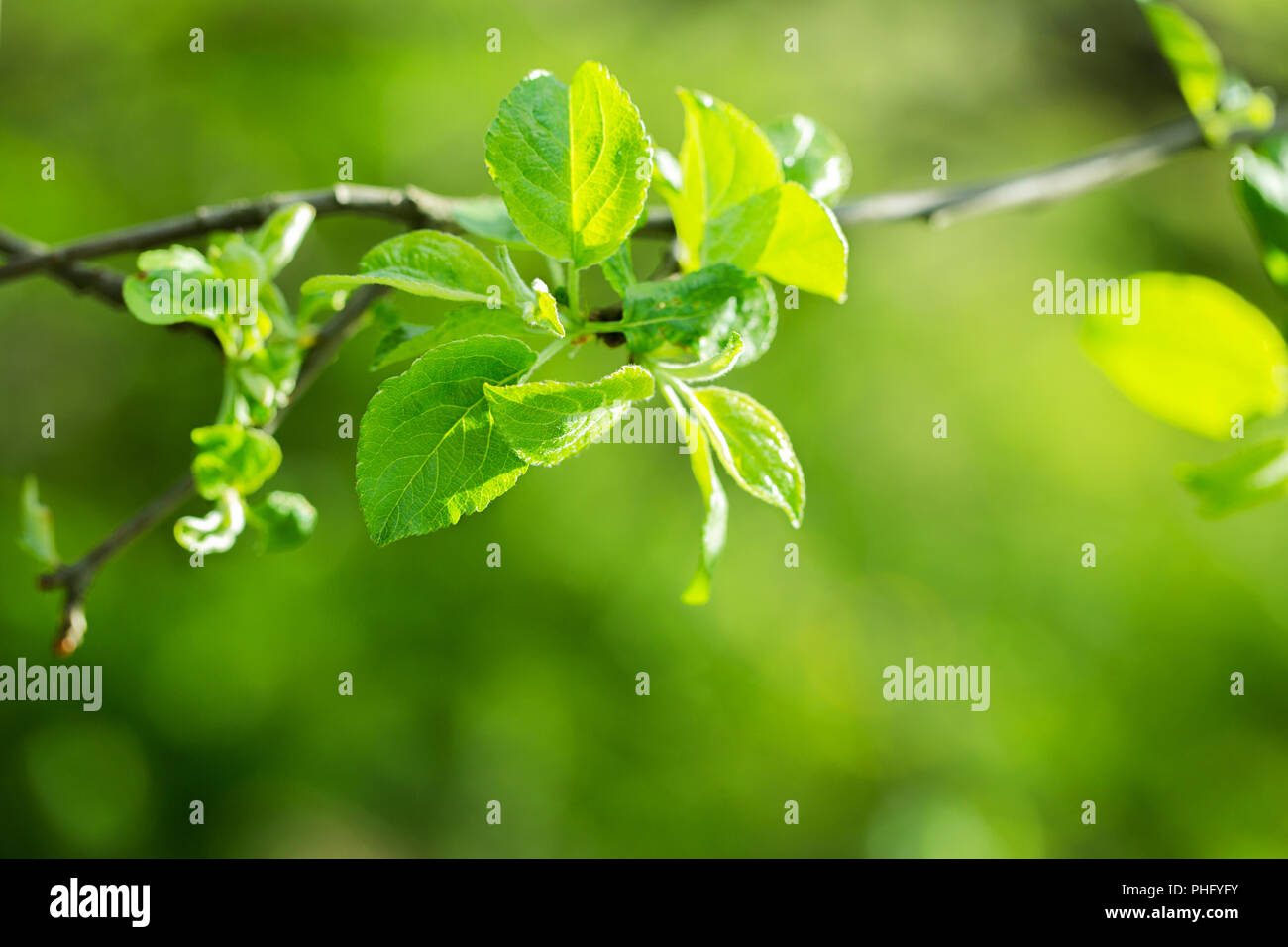 Young branch of an apple-tree on a green background Stock Photo - Alamy