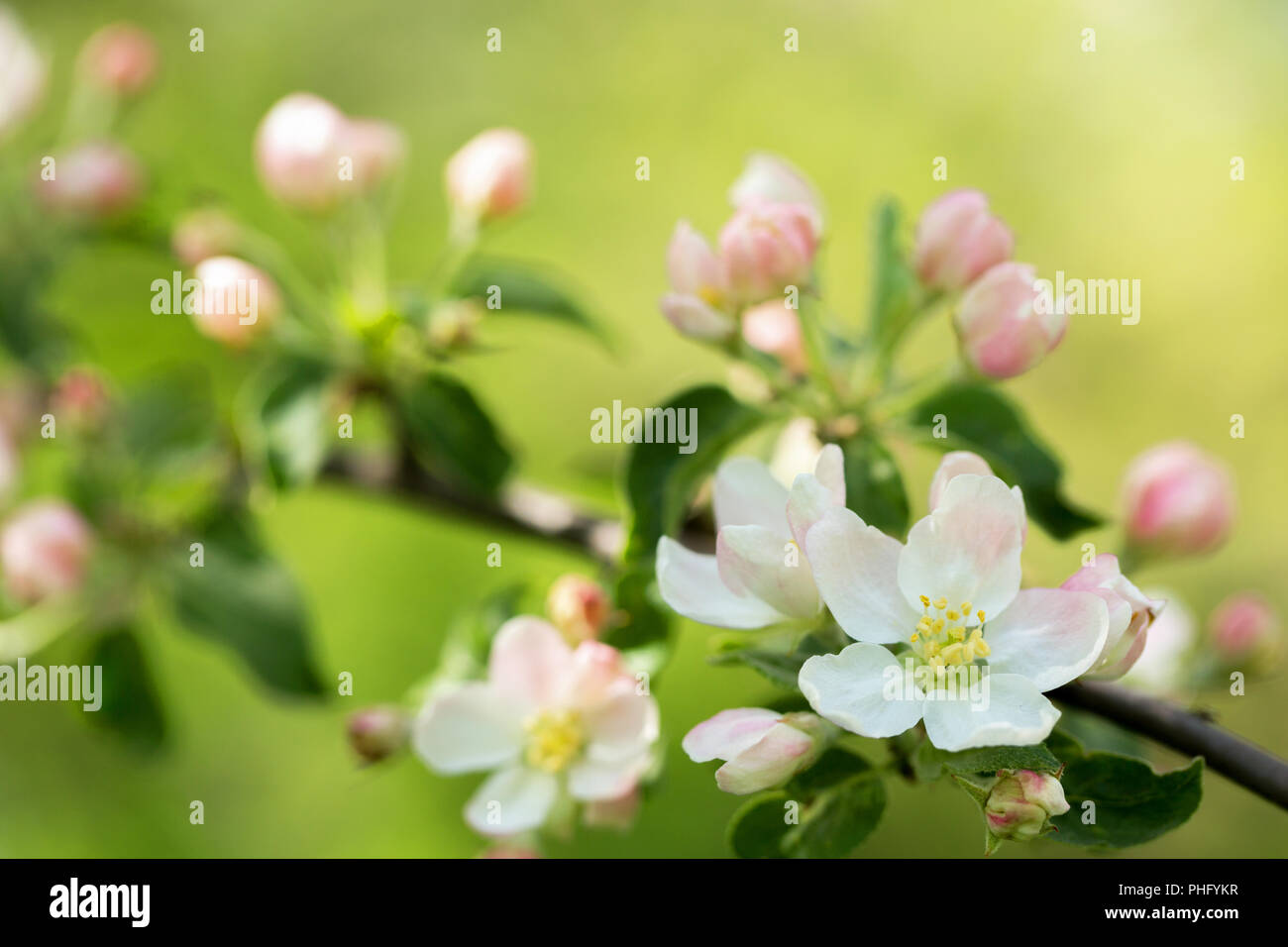 Blossoming apple tree close up on a garden background Stock Photo - Alamy