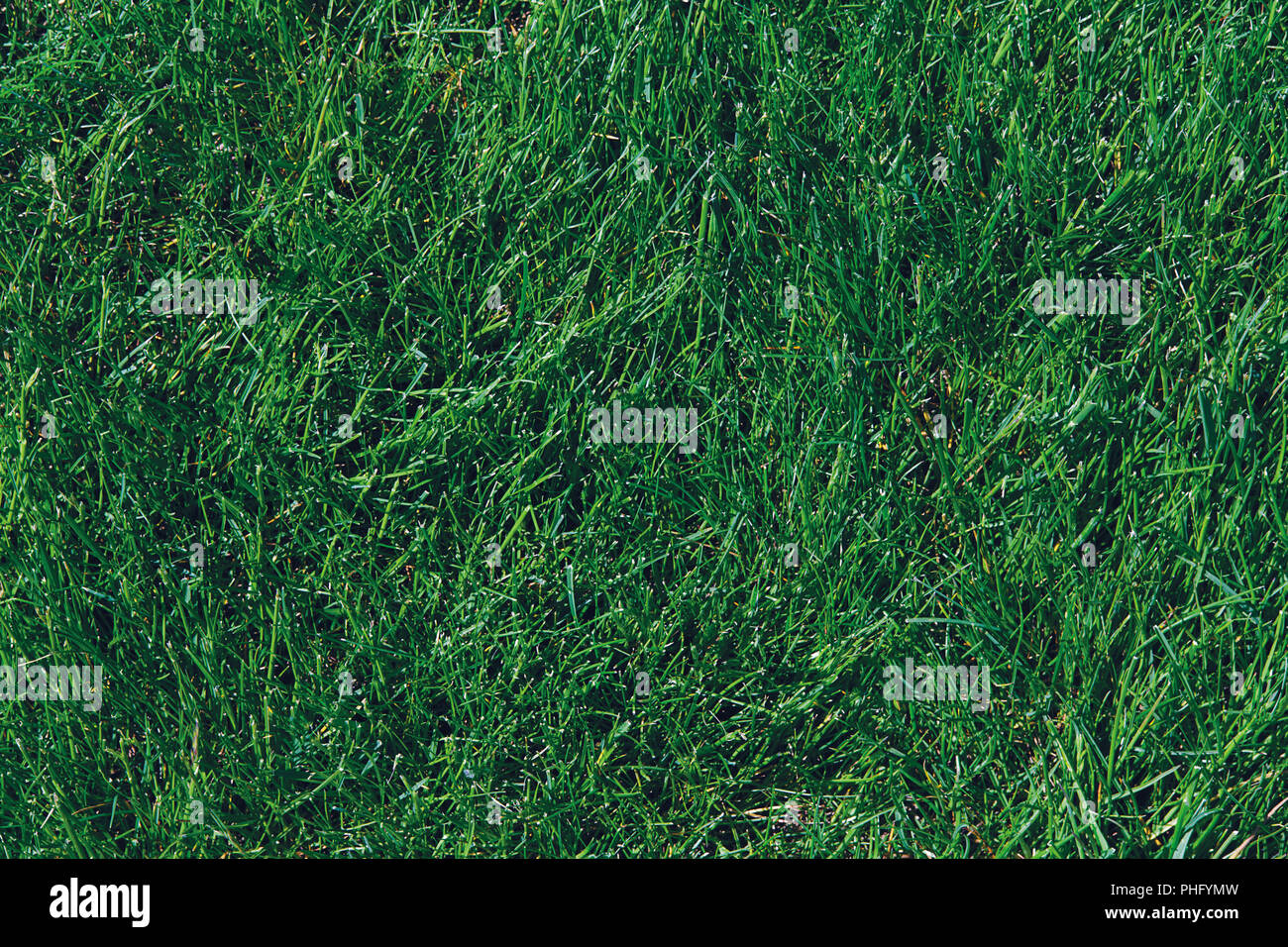 Grass Field Top View Texture Stock Photo - Alamy