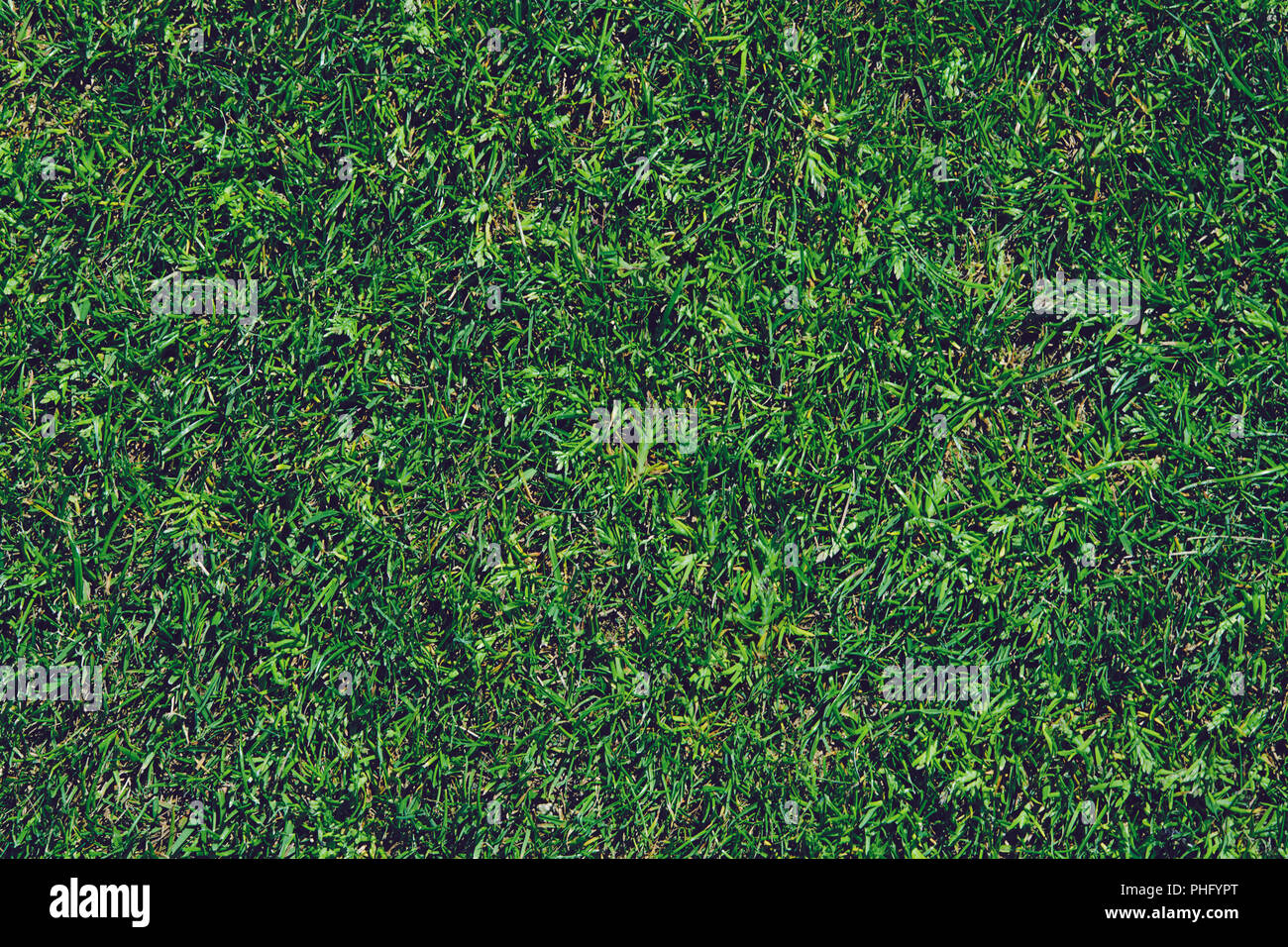 Grass Field Top View Texture Stock Photo - Alamy