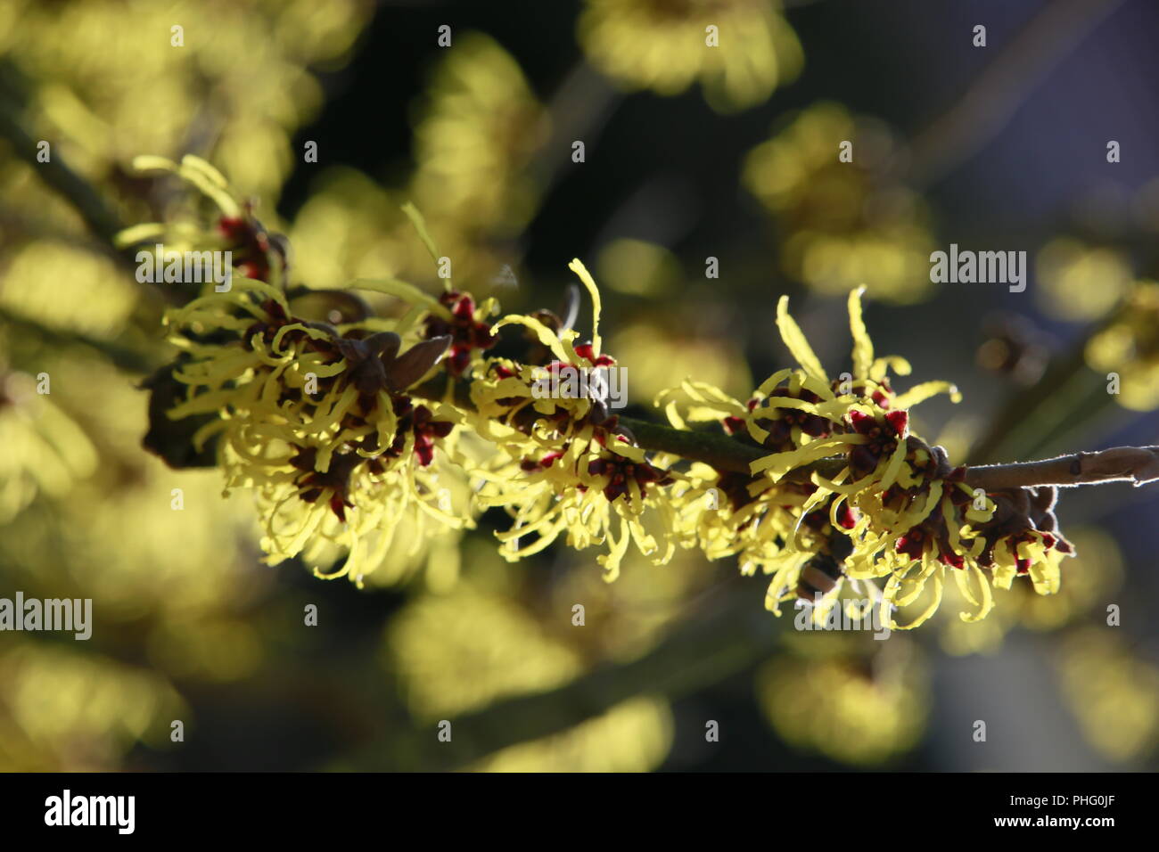 Witch hazel , flowering shrub in January Stock Photo - Alamy