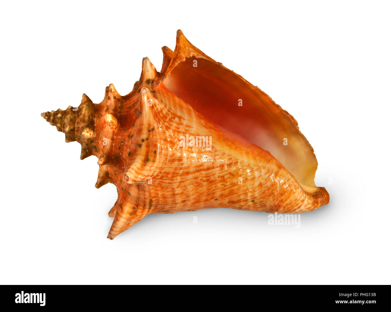 Large sea shell mollusk isolated on white background Stock Photo - Alamy