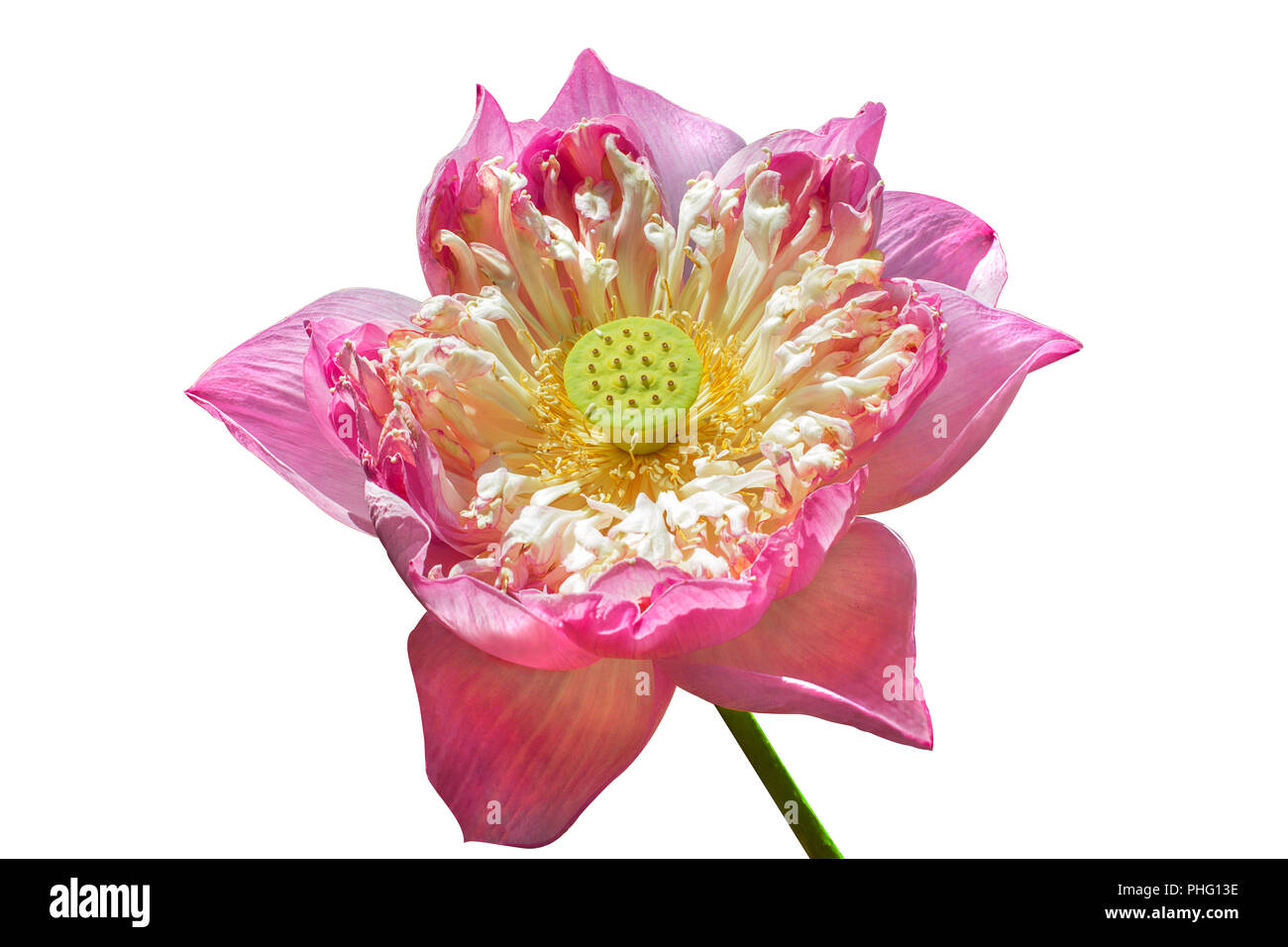 Pink lotus flower isolated on white background Stock Photo - Alamy