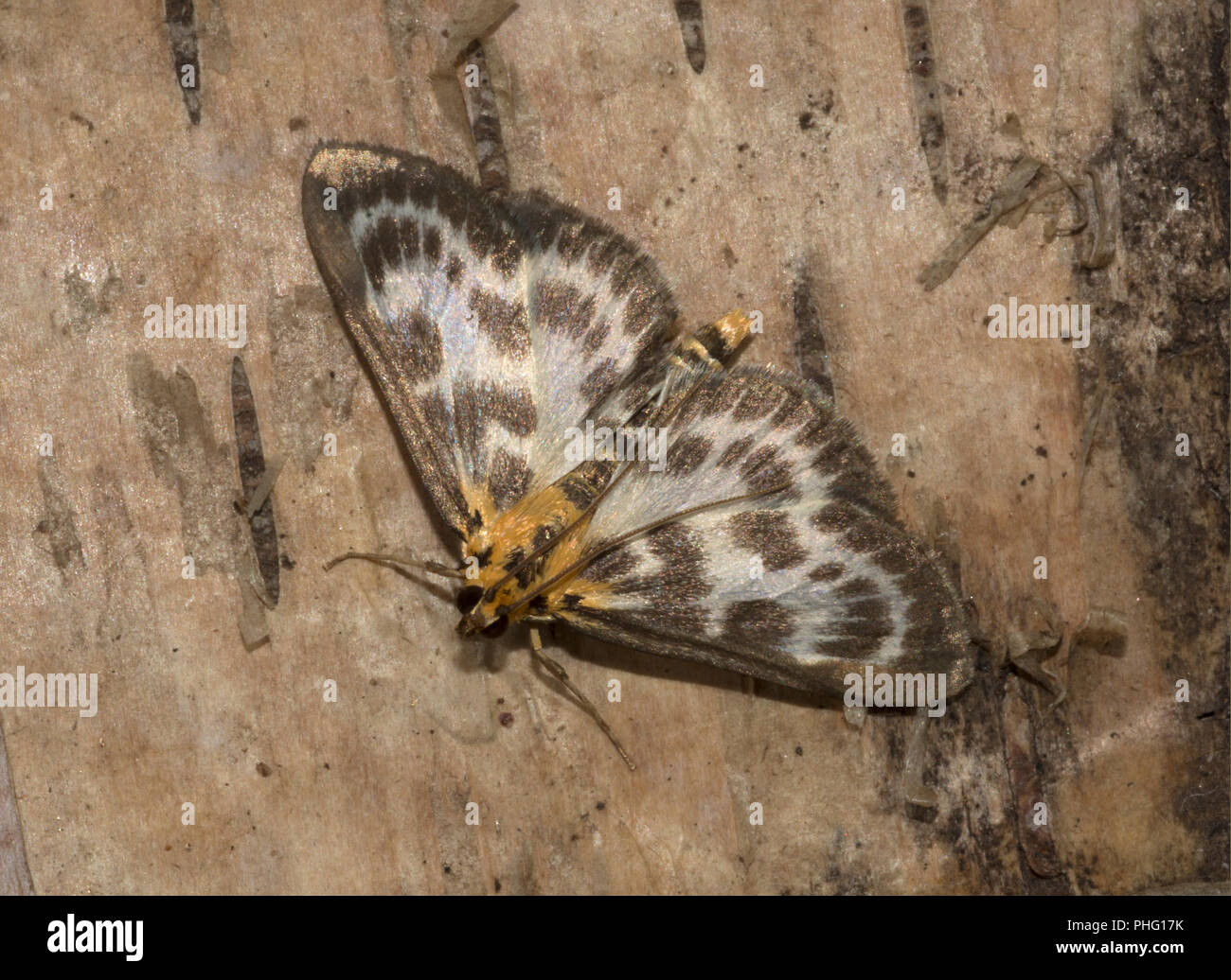 Small Magpie, Anania hortulata, moth, resting on tree, Lancashire, UK ...