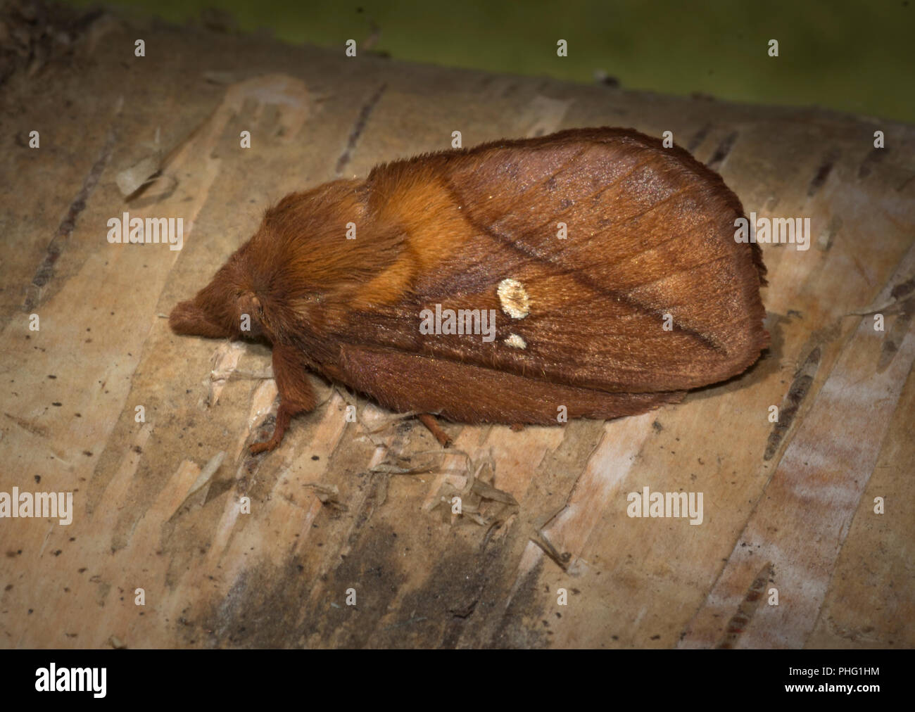 Drinker moth, Euthrix potatoria, on bark, lancashire, UK Stock Photo ...