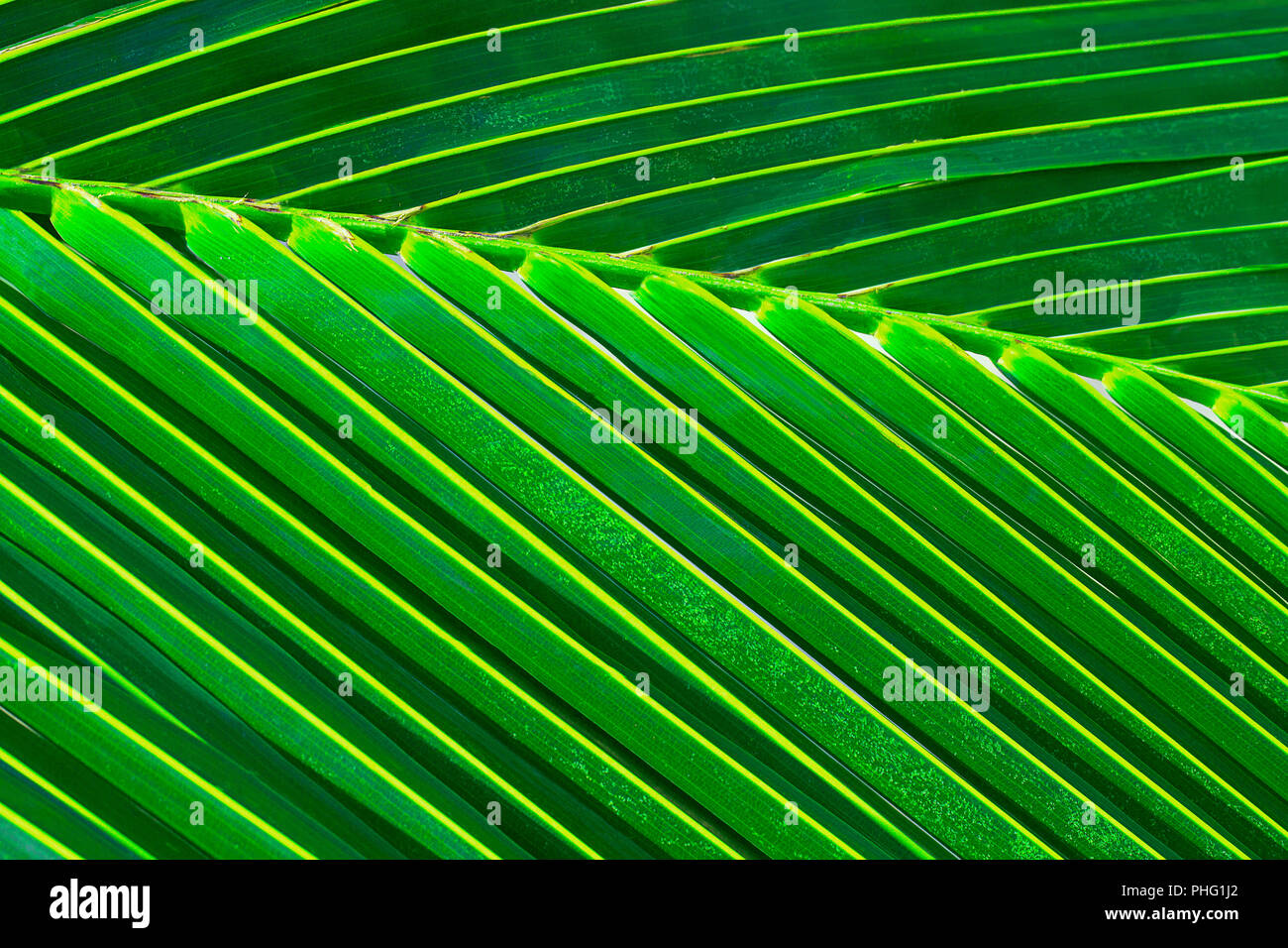Sun shining through a palm green leaf. Natural background texture Stock ...