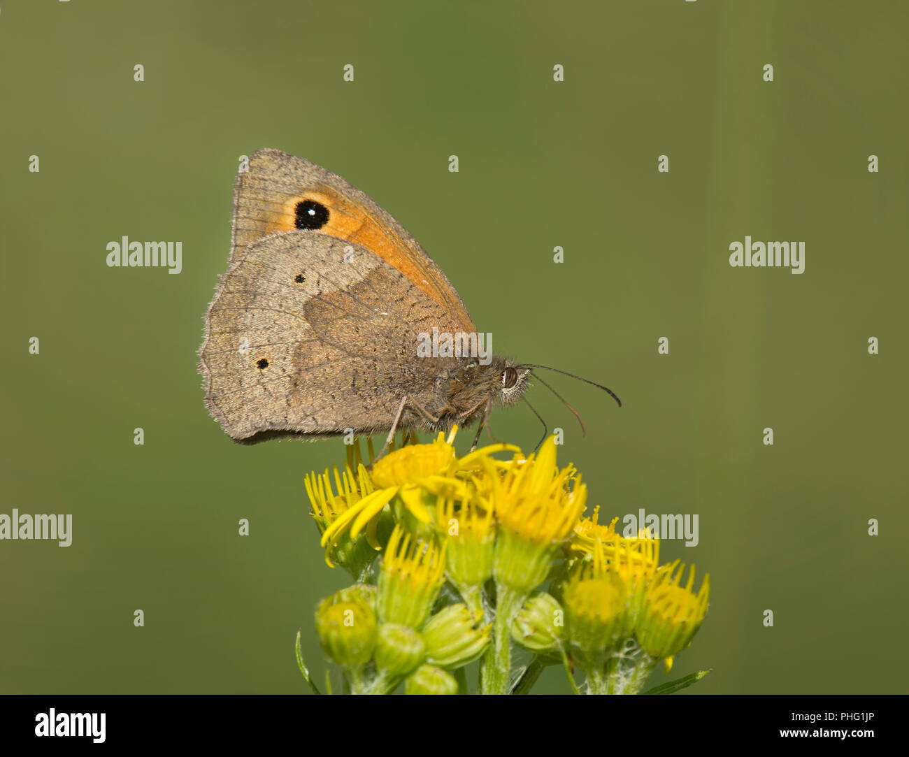 Gatekeeper butterfly side view hi-res stock photography and images - Alamy