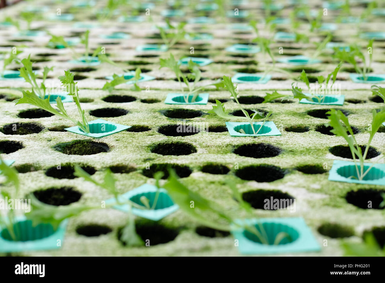 Foam seed hi-res stock photography and images - Alamy