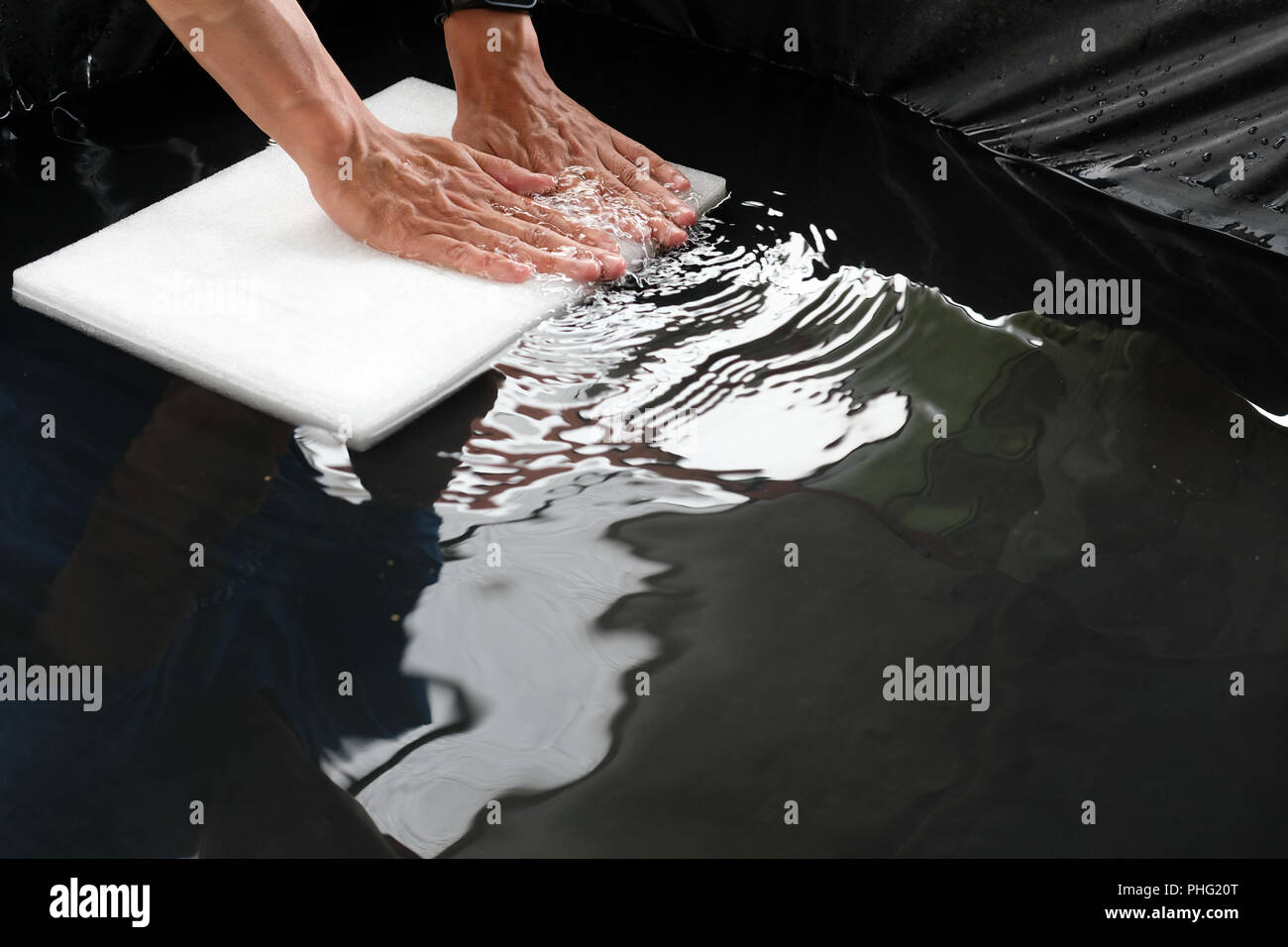 hand soaking sponge in water for growing hydroponic vegetable in farm ...