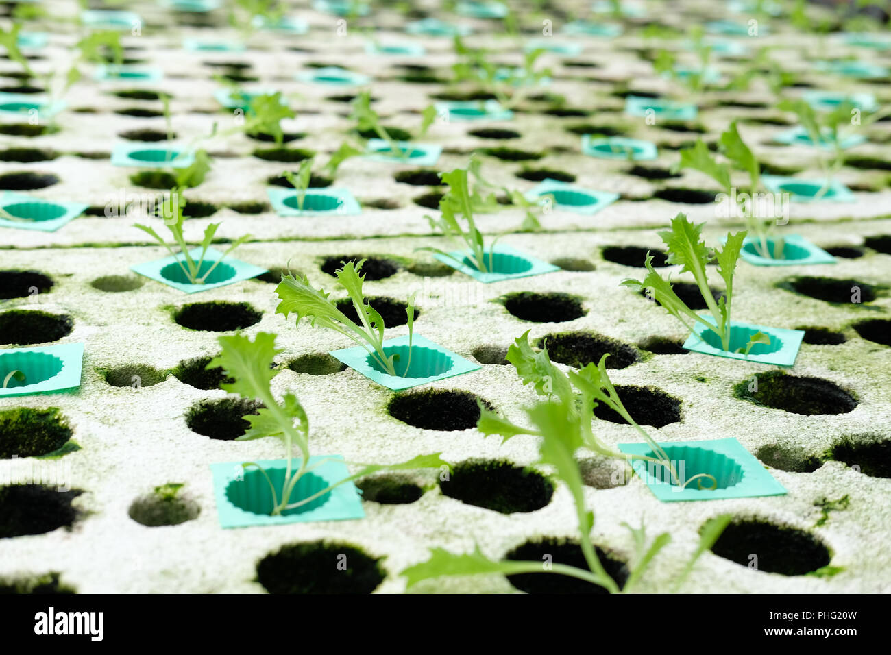 seedling of hydroponic vegetable sprout on foam in plant nursery ...