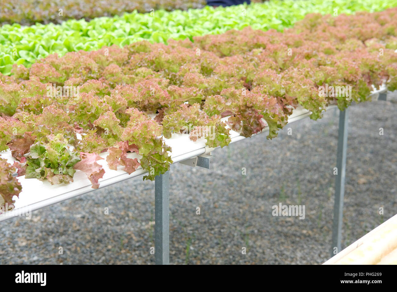 lettuce vegetable growing in greenhouse of hydroponic farm Stock Photo ...