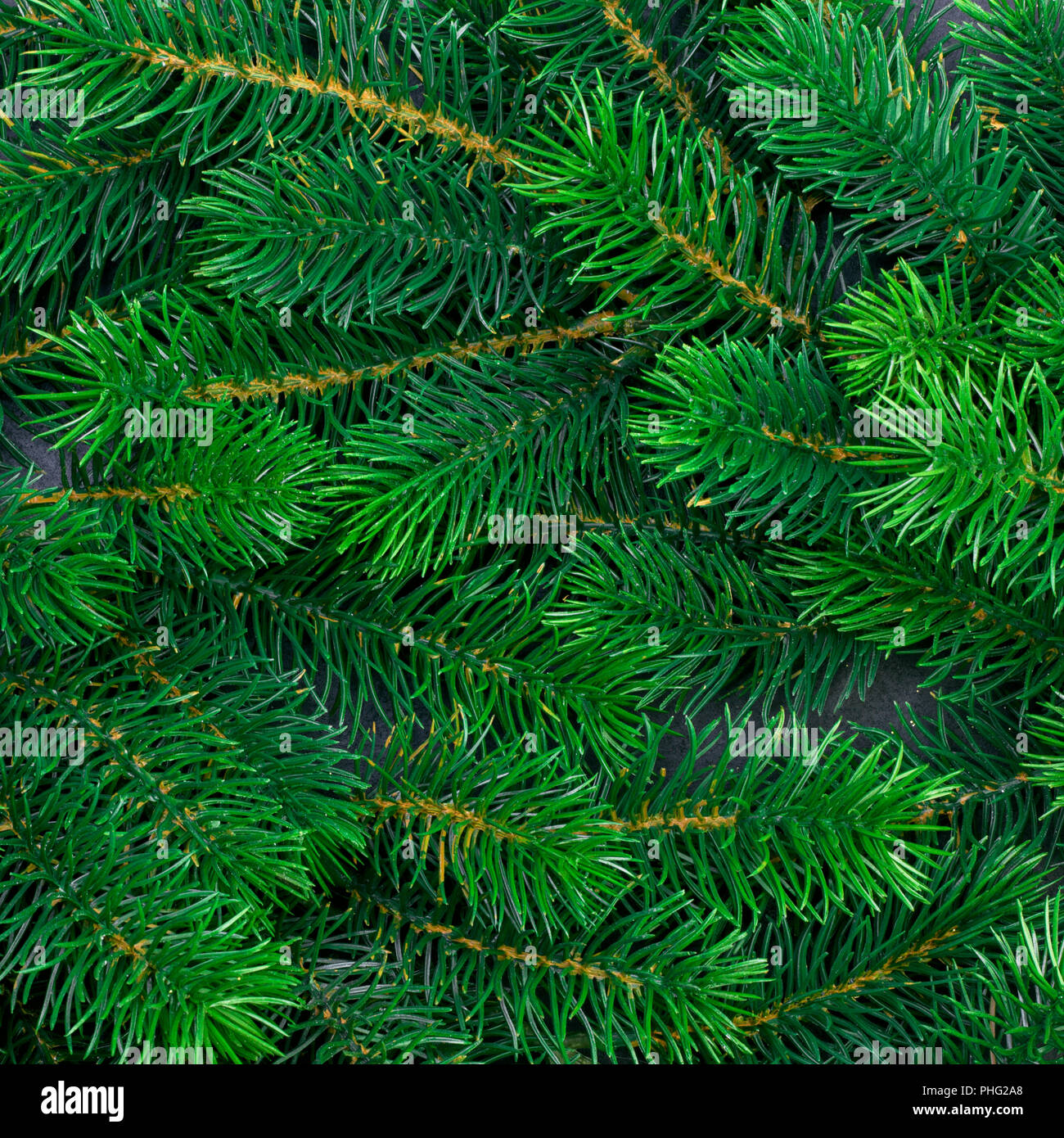 Background a texture furry tree branches for a Christmas card Stock ...