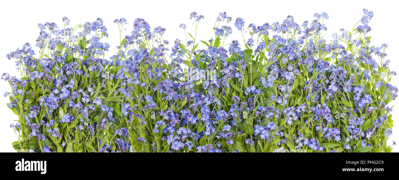Blue flowers border Stock Photo - Alamy