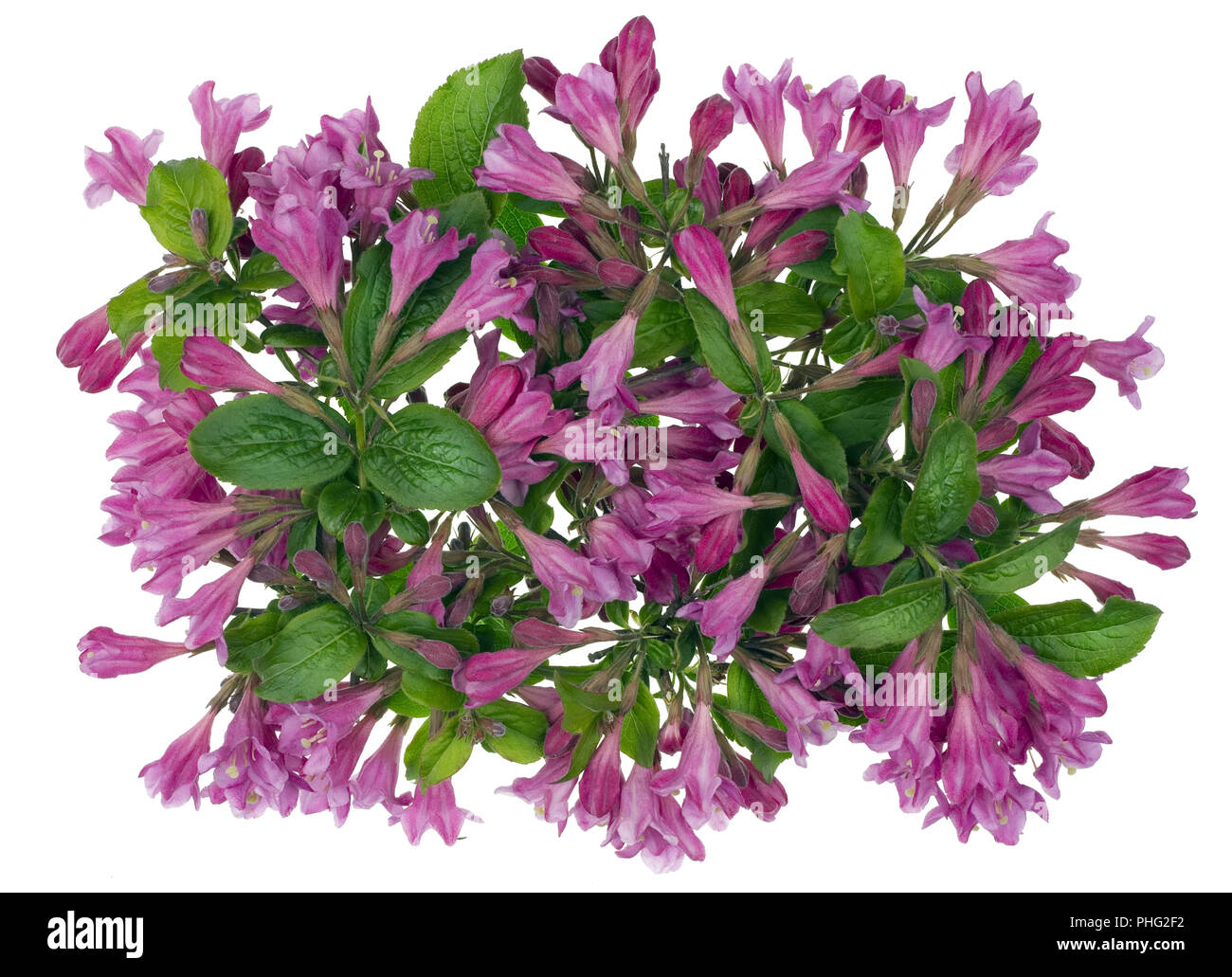 Pink bell flowers hi-res stock photography and images - Alamy