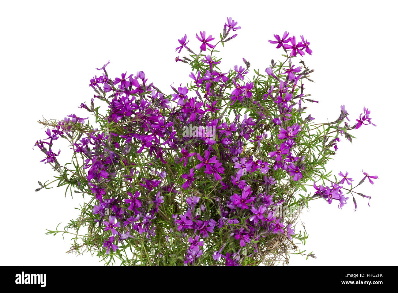 Creeping hi-res stock photography and images - Alamy