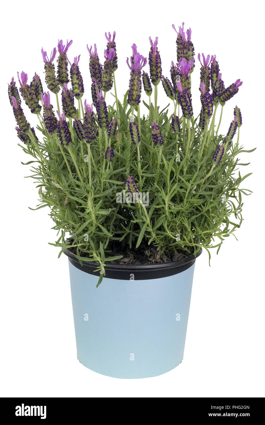 Lavender bush in pot isolated Stock Photo - Alamy