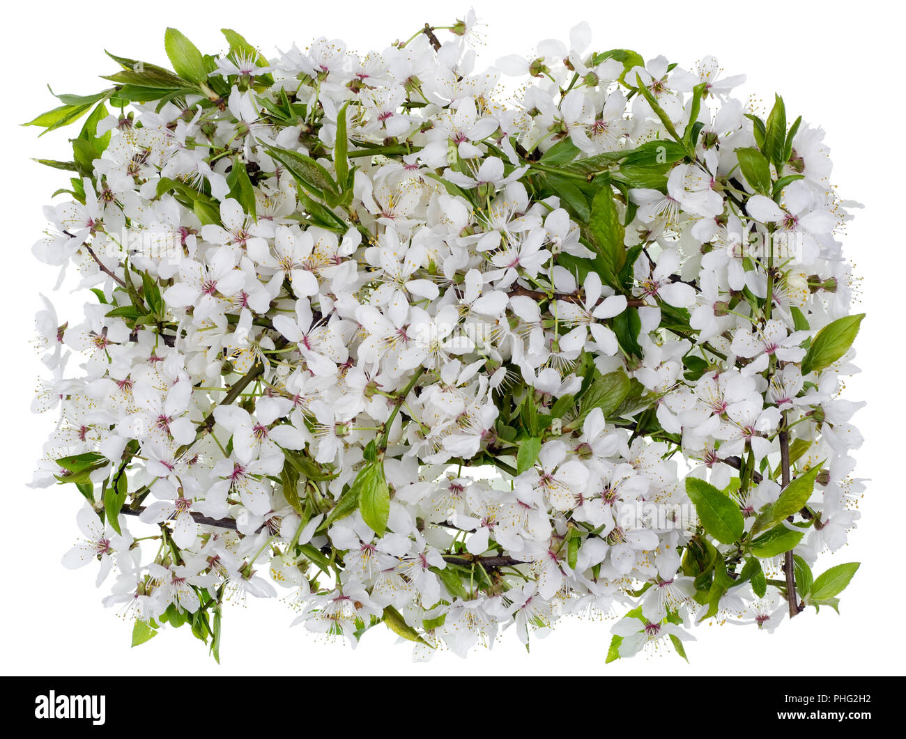 Cherry spring flowers Cut Out Stock Images & Pictures - Alamy