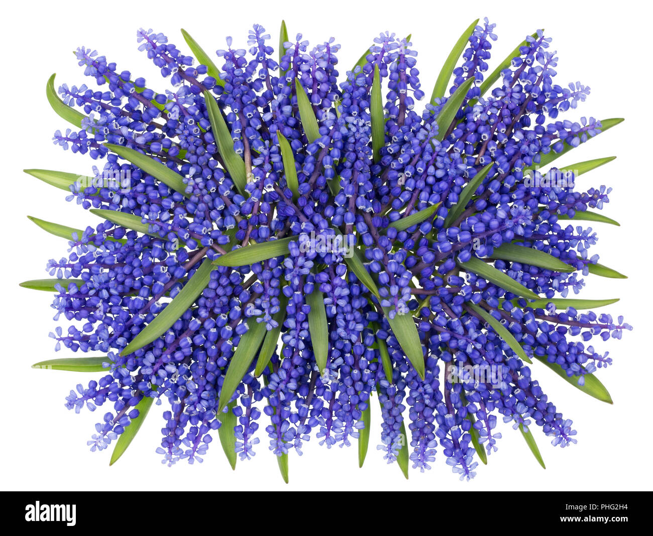 Blue bush hi-res stock photography and images - Alamy