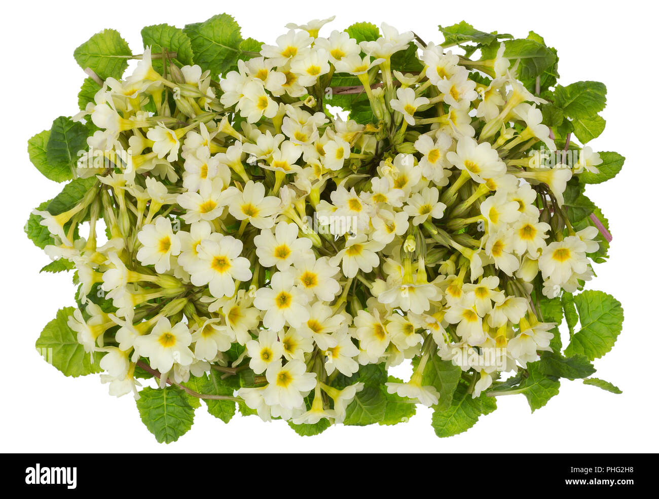 Primrose petal hi-res stock photography and images - Alamy