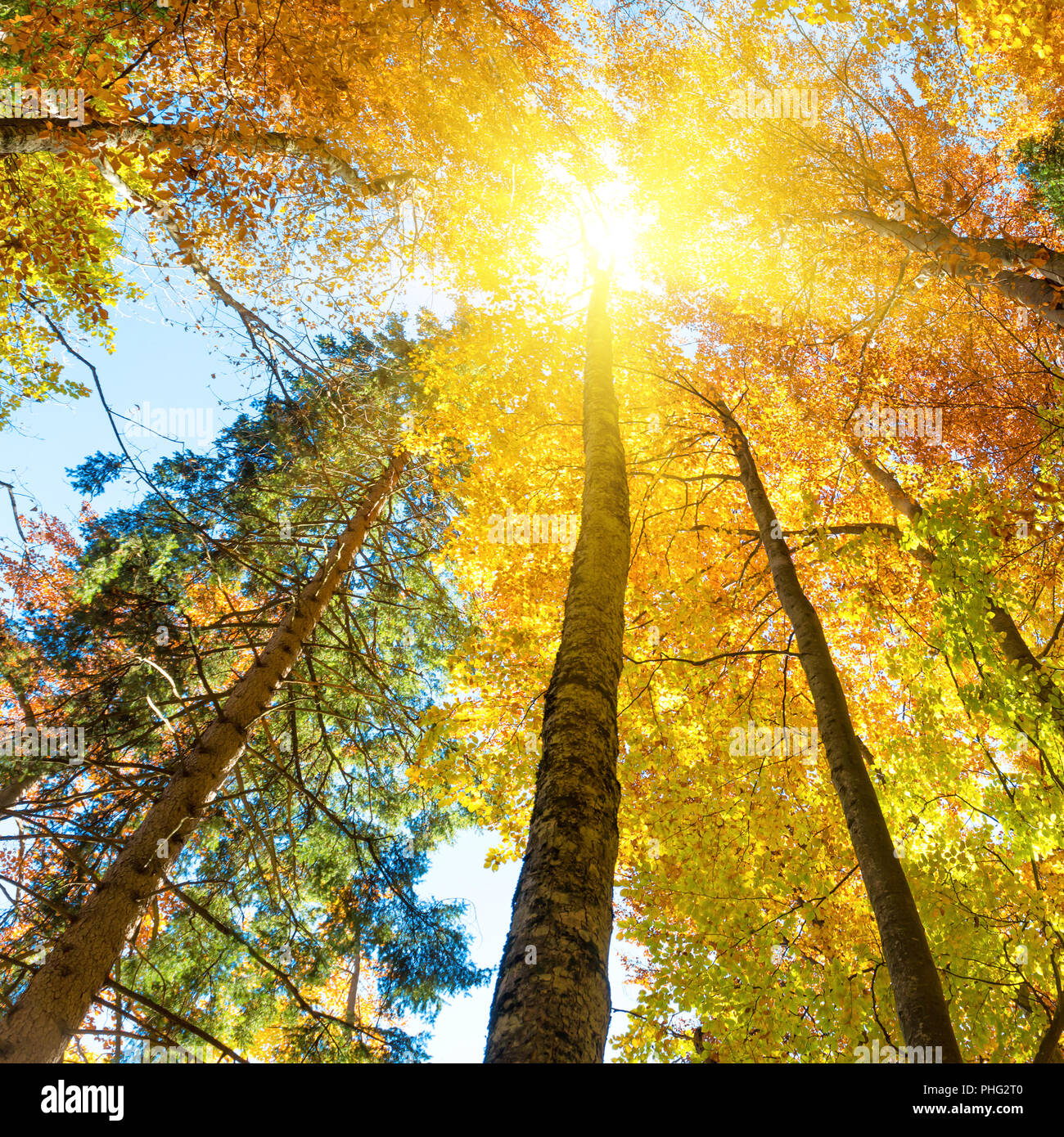 Fall in the forest Stock Photo - Alamy
