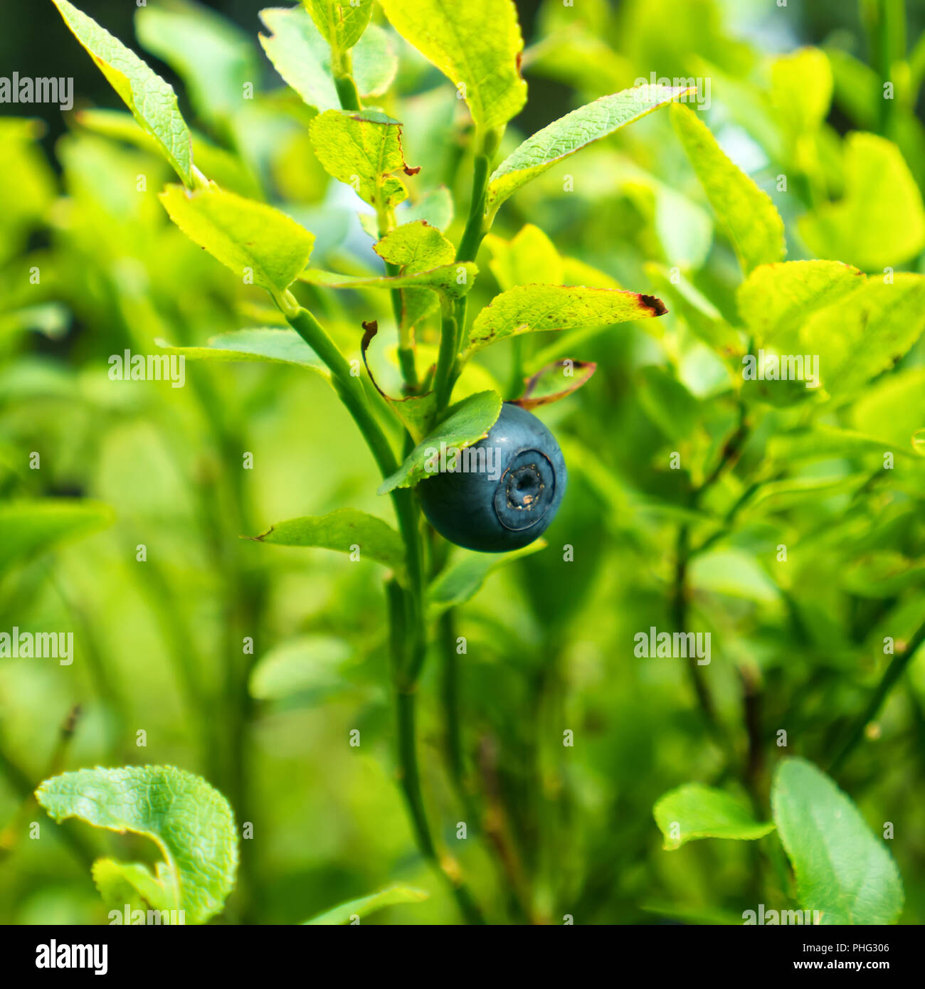 Wild blueberry bush hi-res stock photography and images - Alamy
