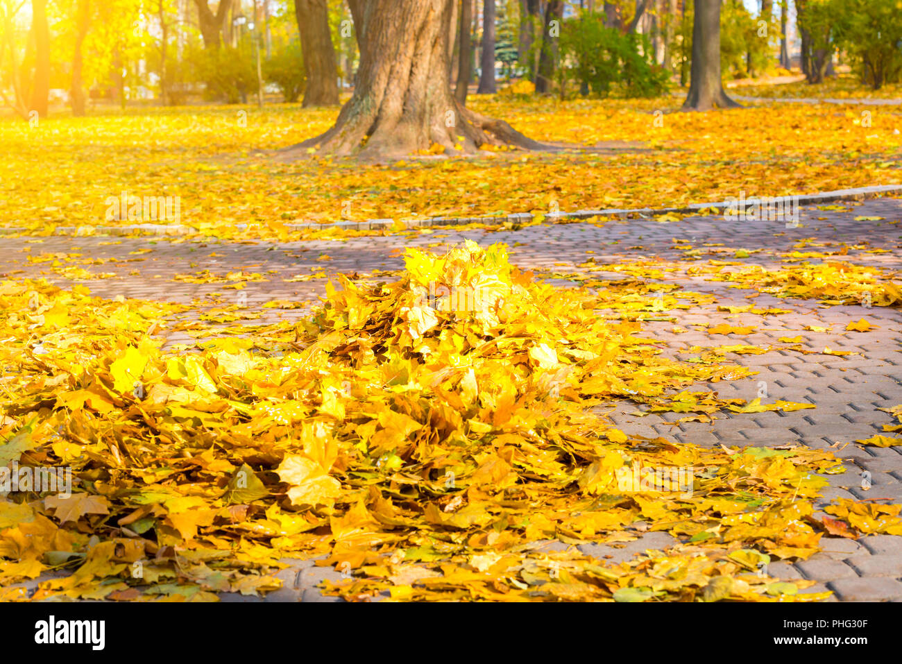 Heap leaves autumn hi-res stock photography and images - Alamy