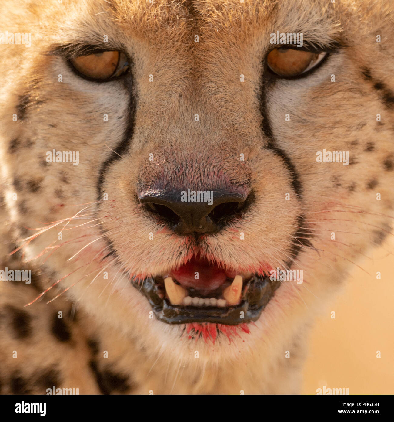 Cheetah face hi-res stock photography and images - Alamy