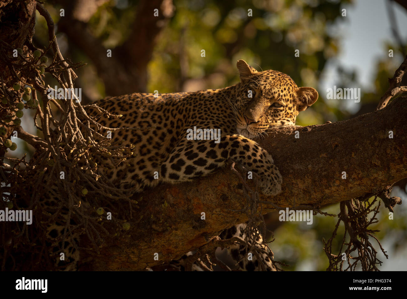 Leopard asleep on tree hi-res stock photography and images - Alamy