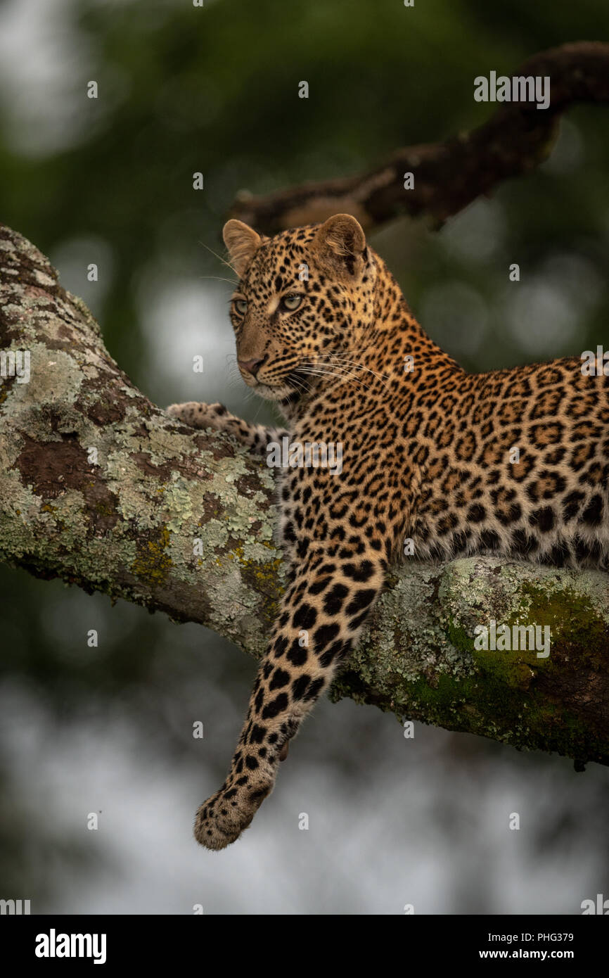 Dangling leg hi-res stock photography and images - Alamy