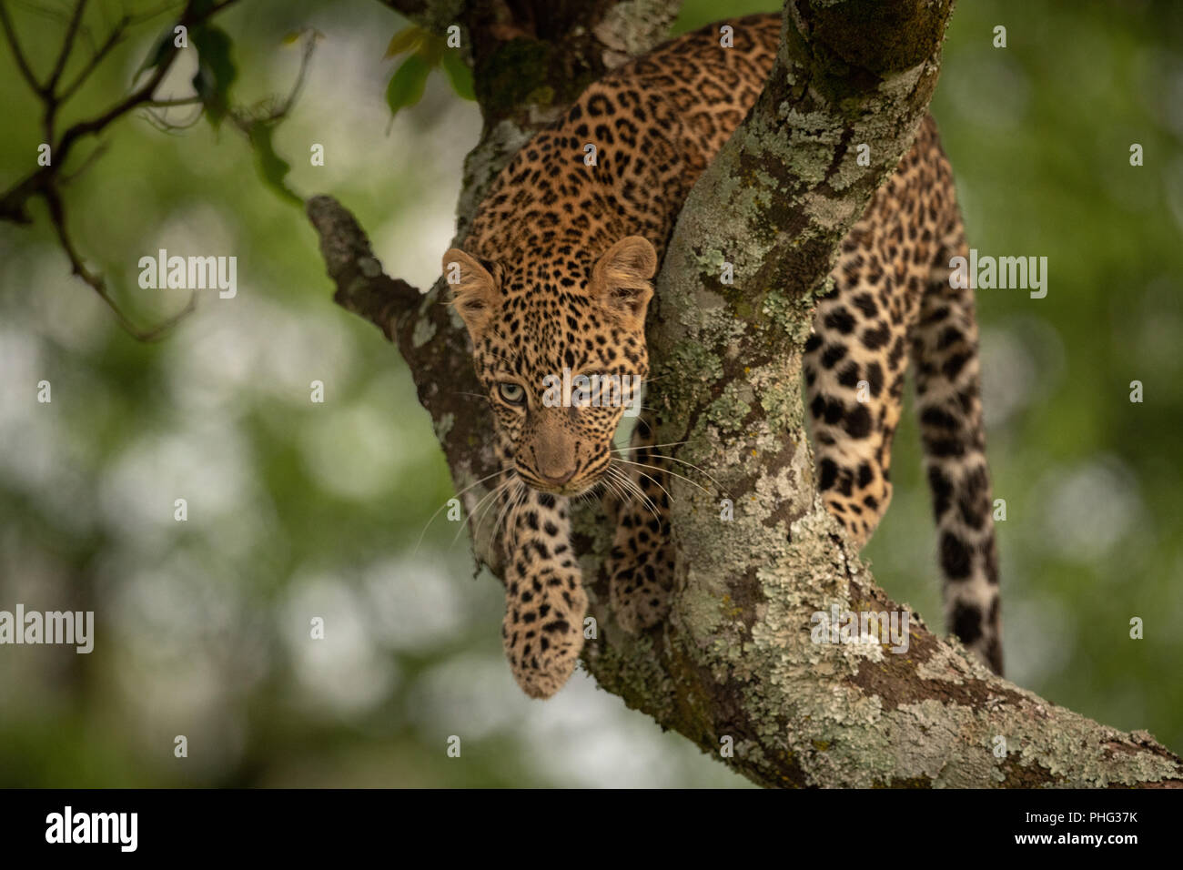 Leopard africa jump hi-res stock photography and images - Alamy