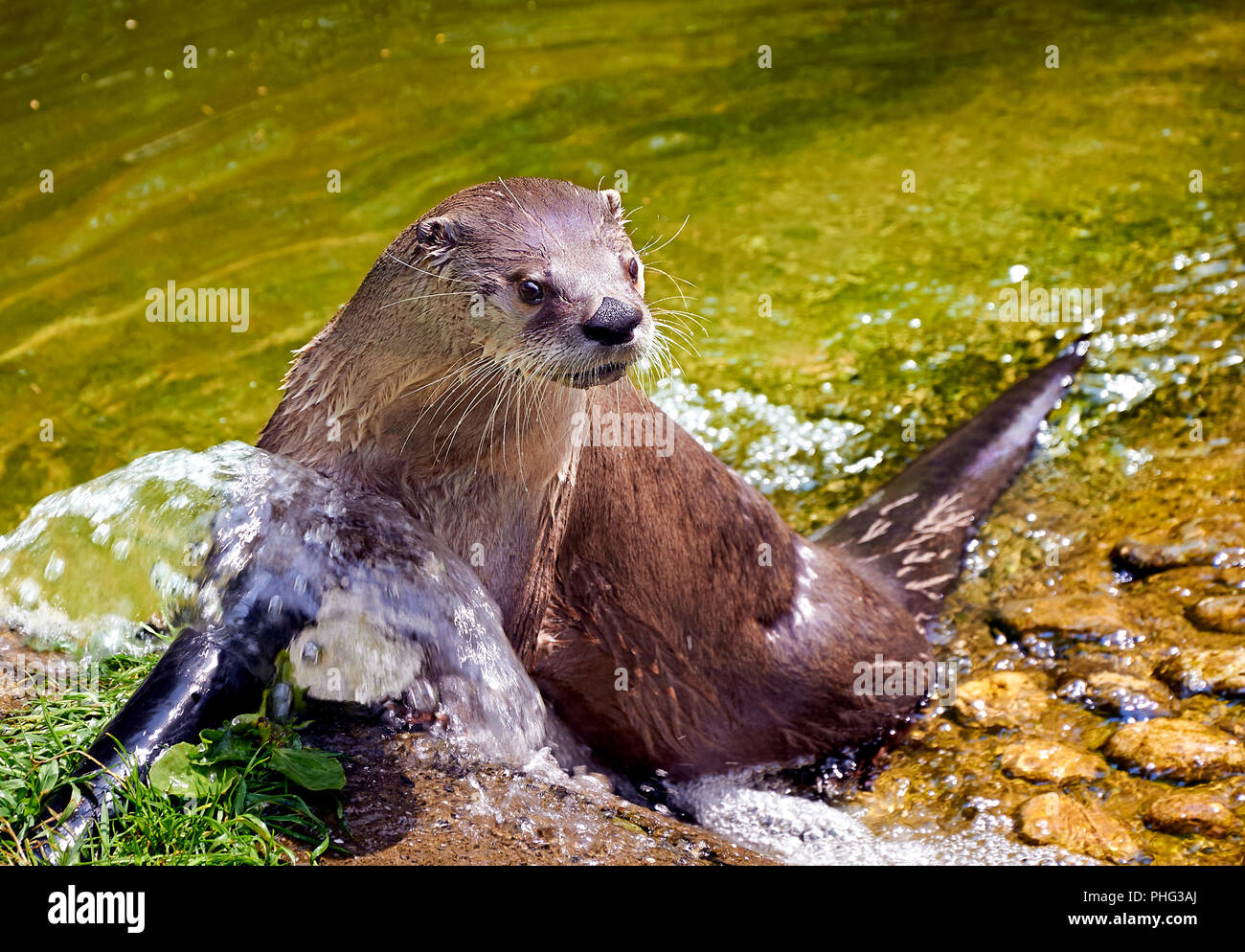 Otter drinking water hi-res stock photography and images - Alamy