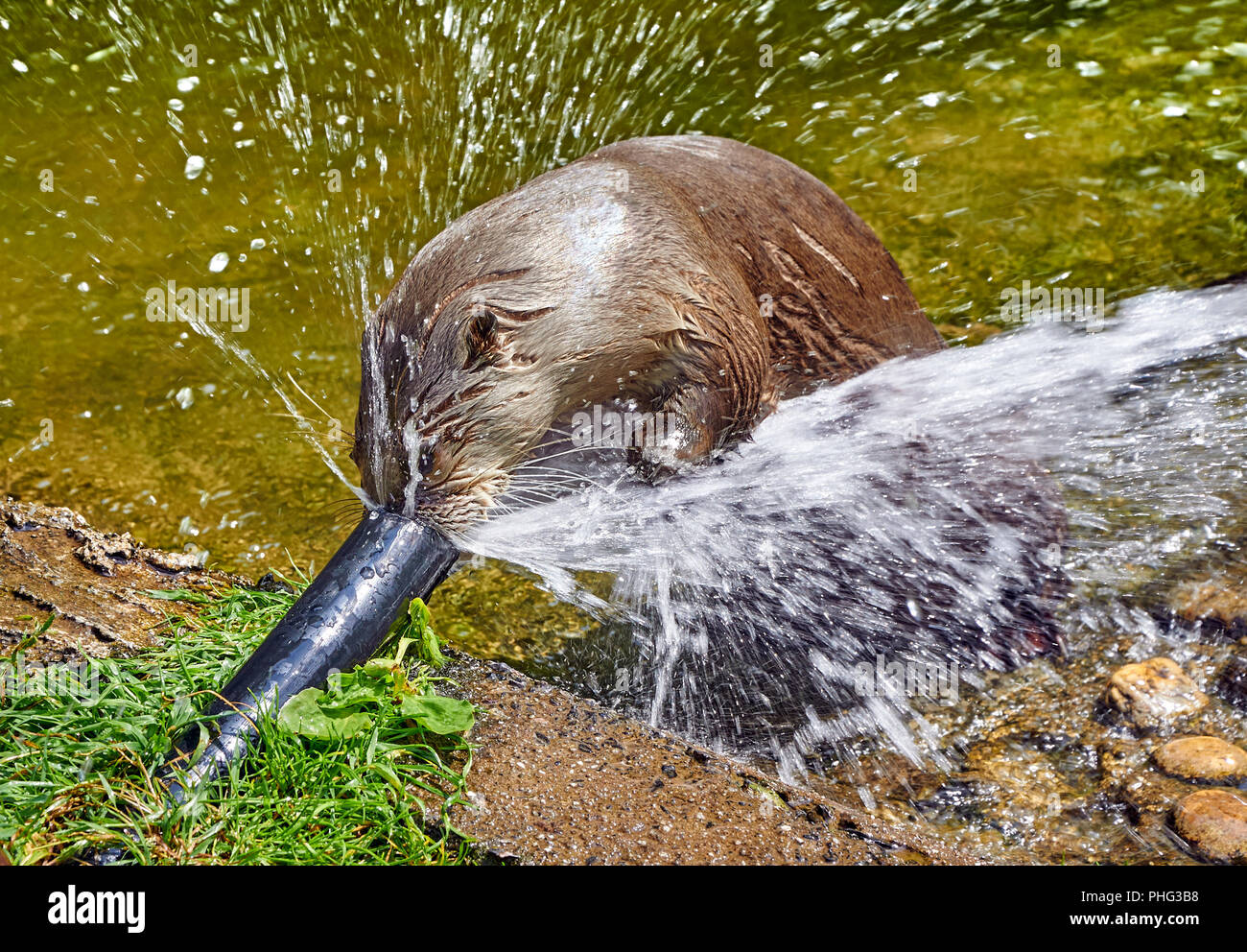 Otter drinking water hi-res stock photography and images - Alamy