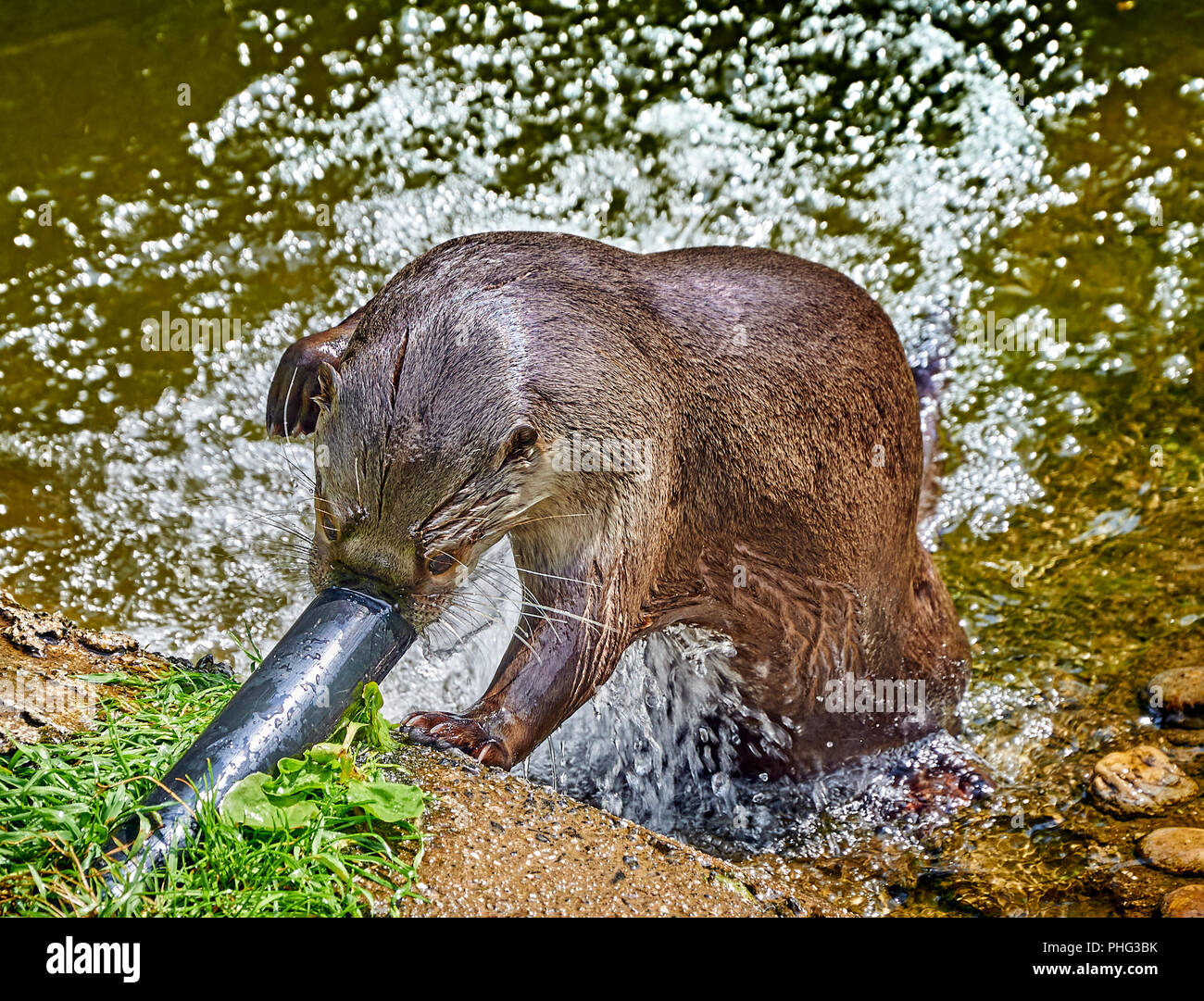 North american river otters playing hi-res stock photography and images ...