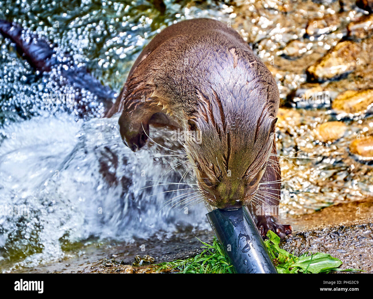 North American river otter (at a sanctuary) playing with water coming ...