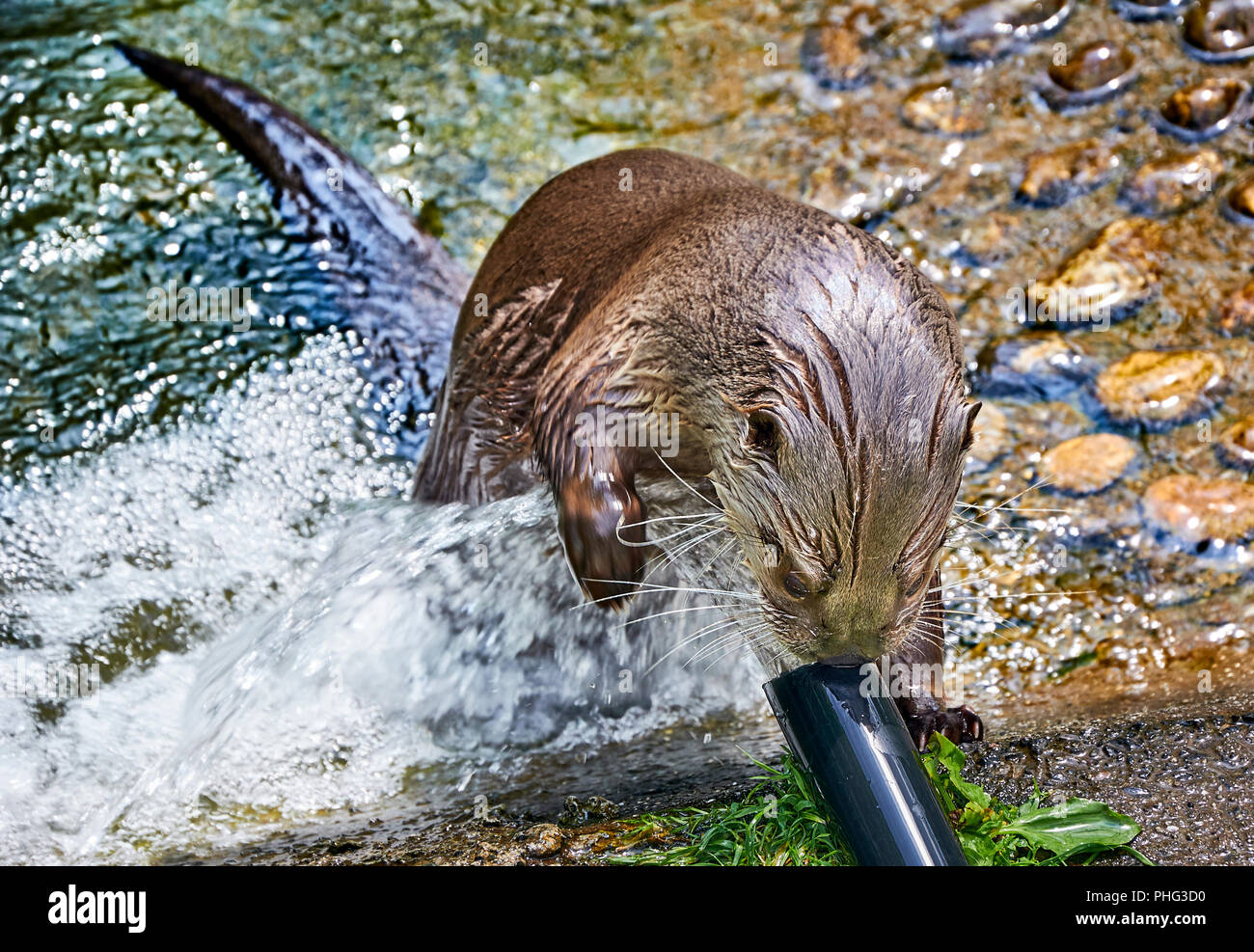 North american river otters playing hi-res stock photography and images ...