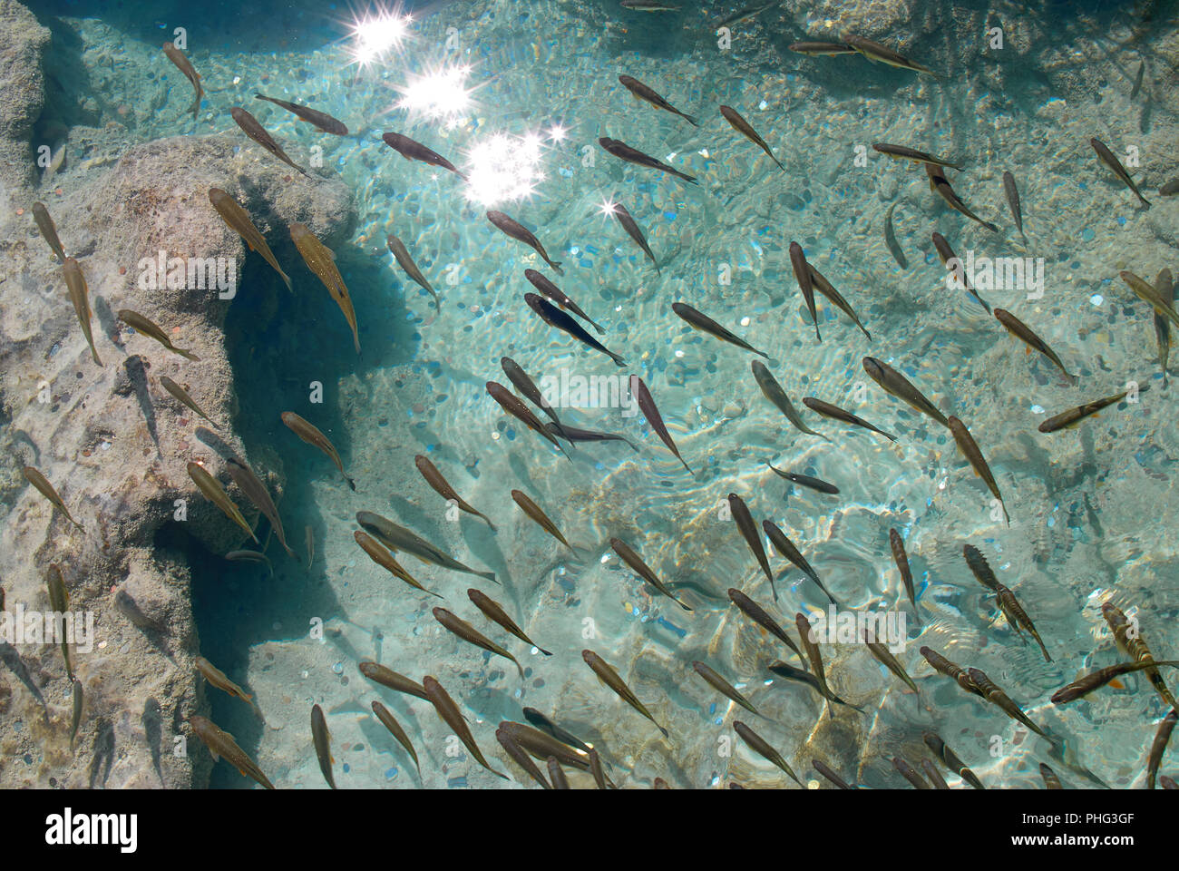 Small fish in lake, national park Plitvice, Croatia Stock Photo - Alamy