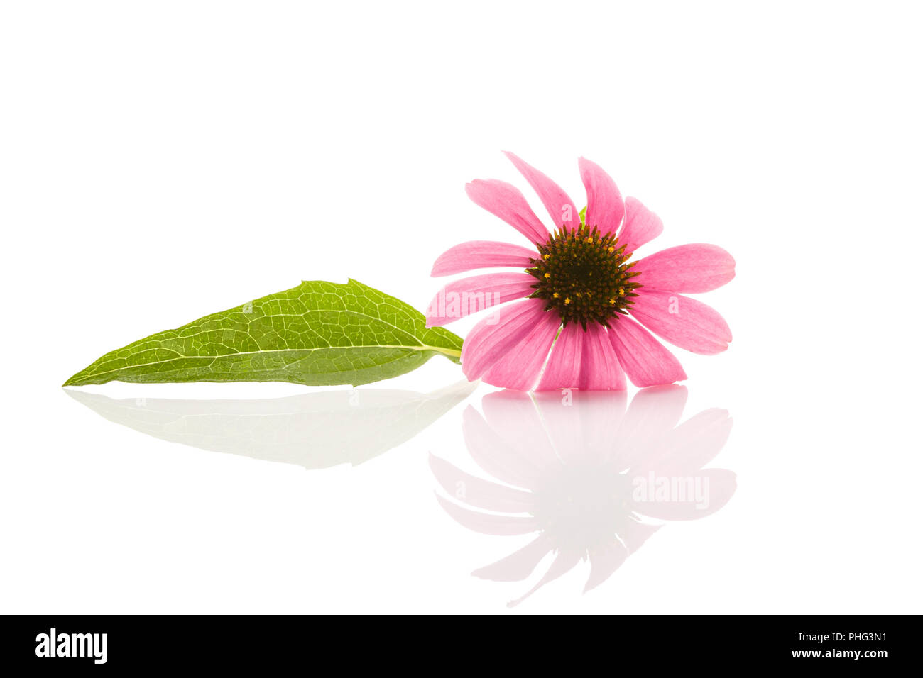 Echinacea flower isolated on white background. Medicinal plant Stock ...
