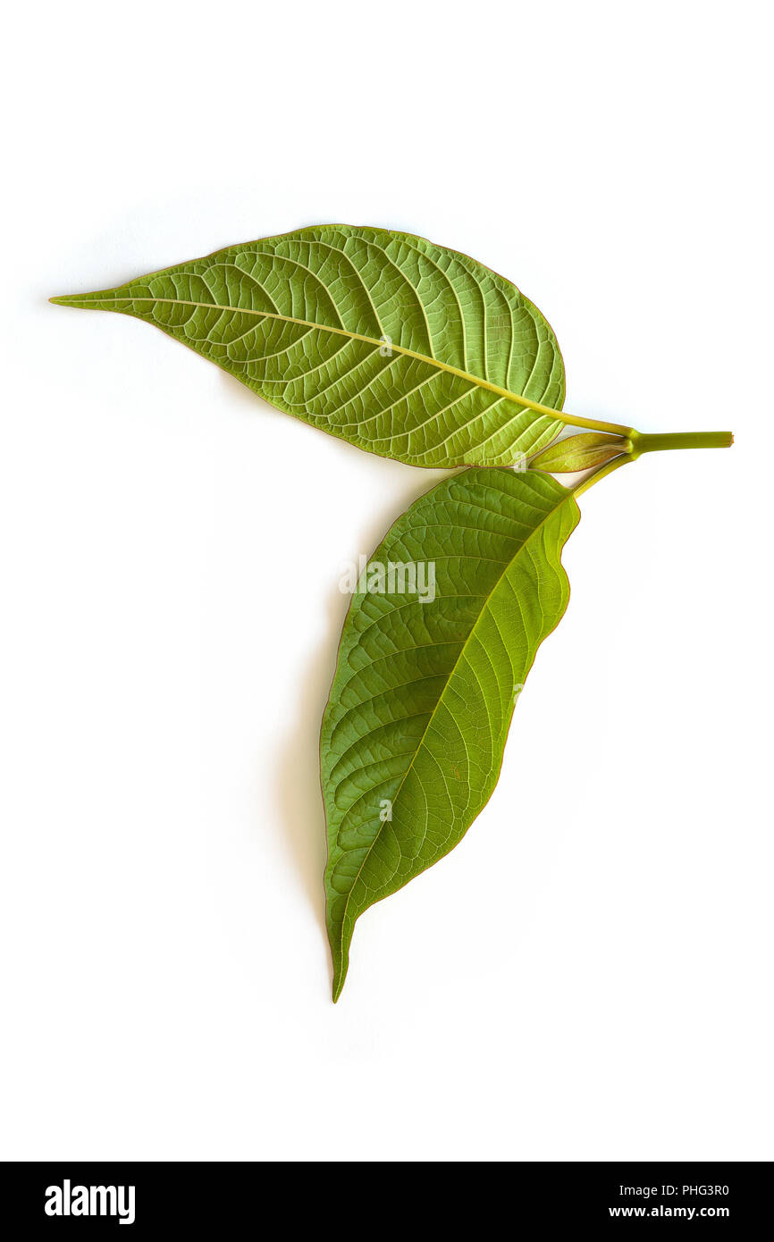 Kratom leaves isolated on white background. Natural medical herbs Stock ...