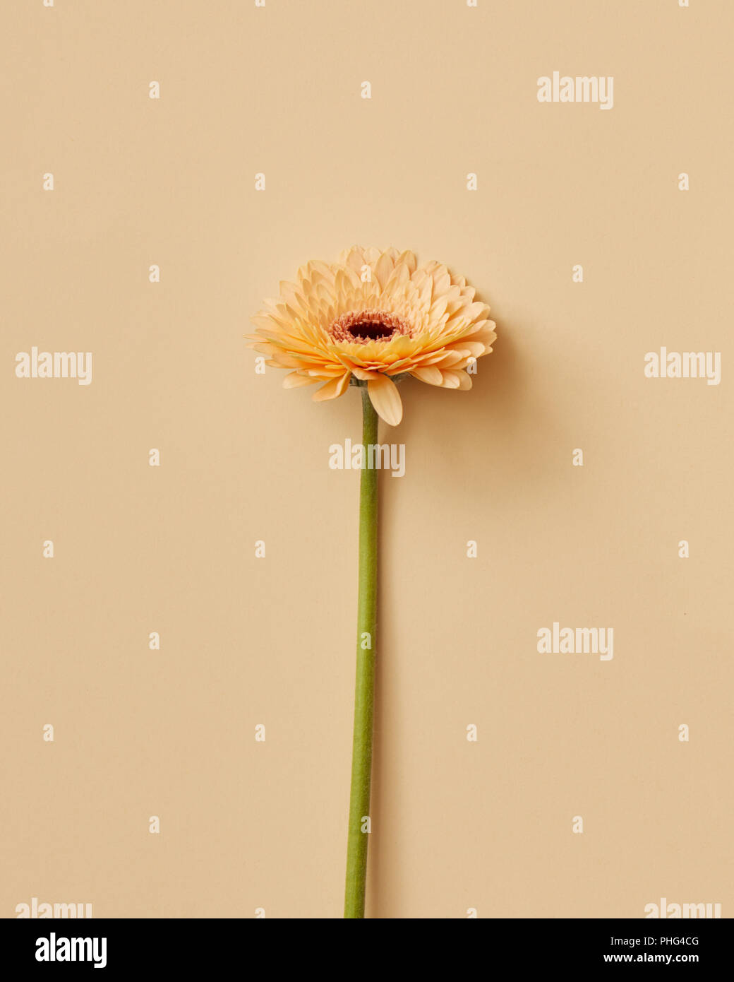 One beautiful flower beige gerbera Stock Photo - Alamy