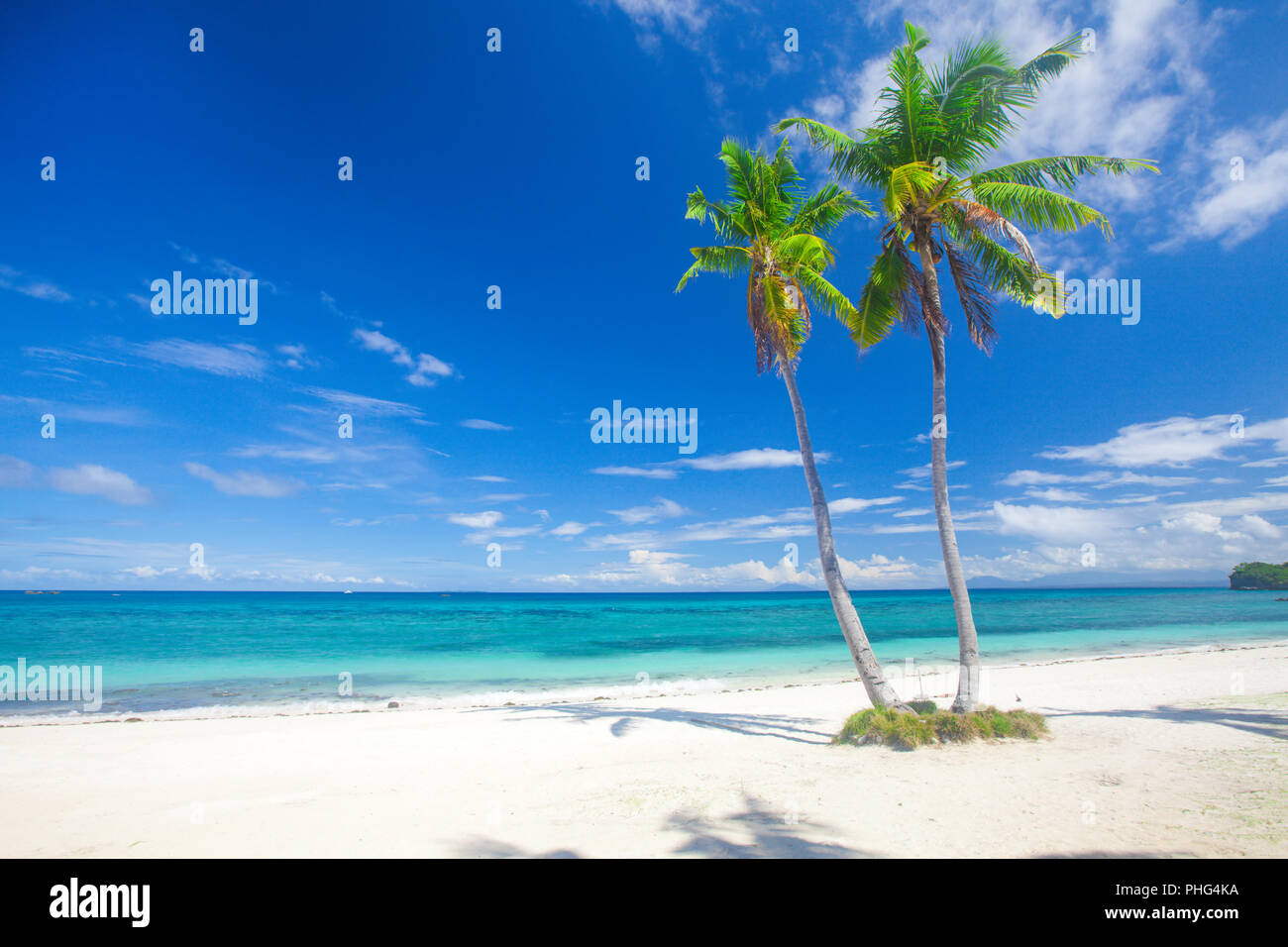 panoramic tropical beach with coconut palm Stock Photo - Alamy